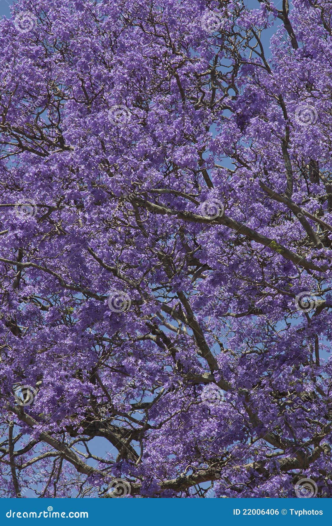Jacaranda tree stock photo. Image of tree, flower, plant - 22006406