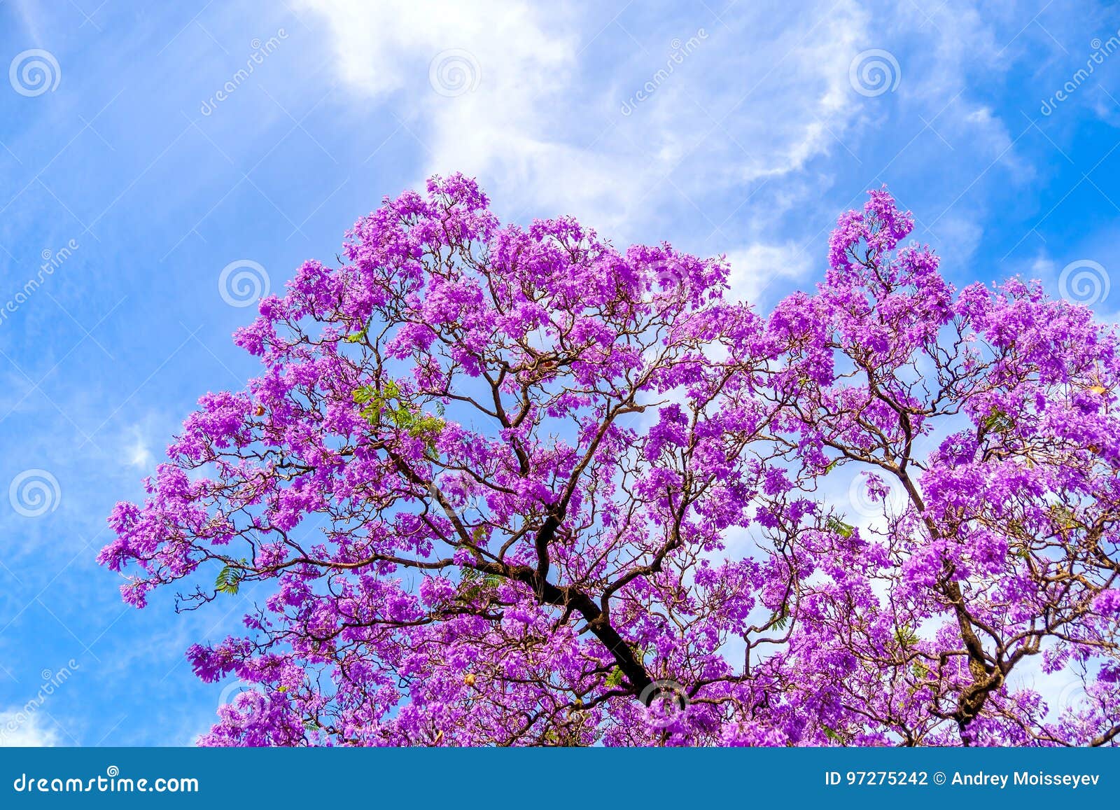 Jacaranda tree in Adelaide stock photo. Image of blossom - 97275242