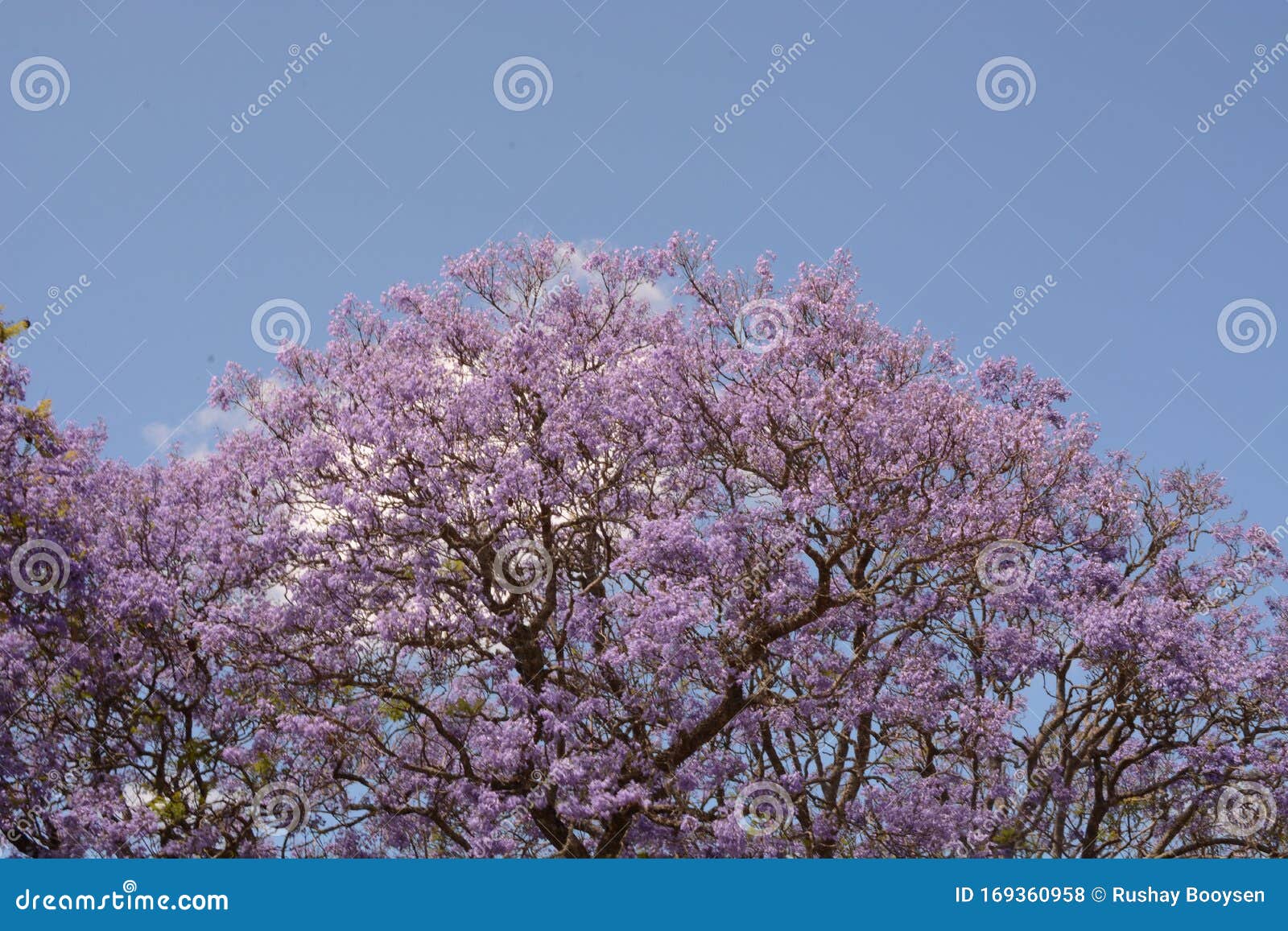 Jacaranda Tree in Bloom during Spring Stock Photo - Image of bloom ...