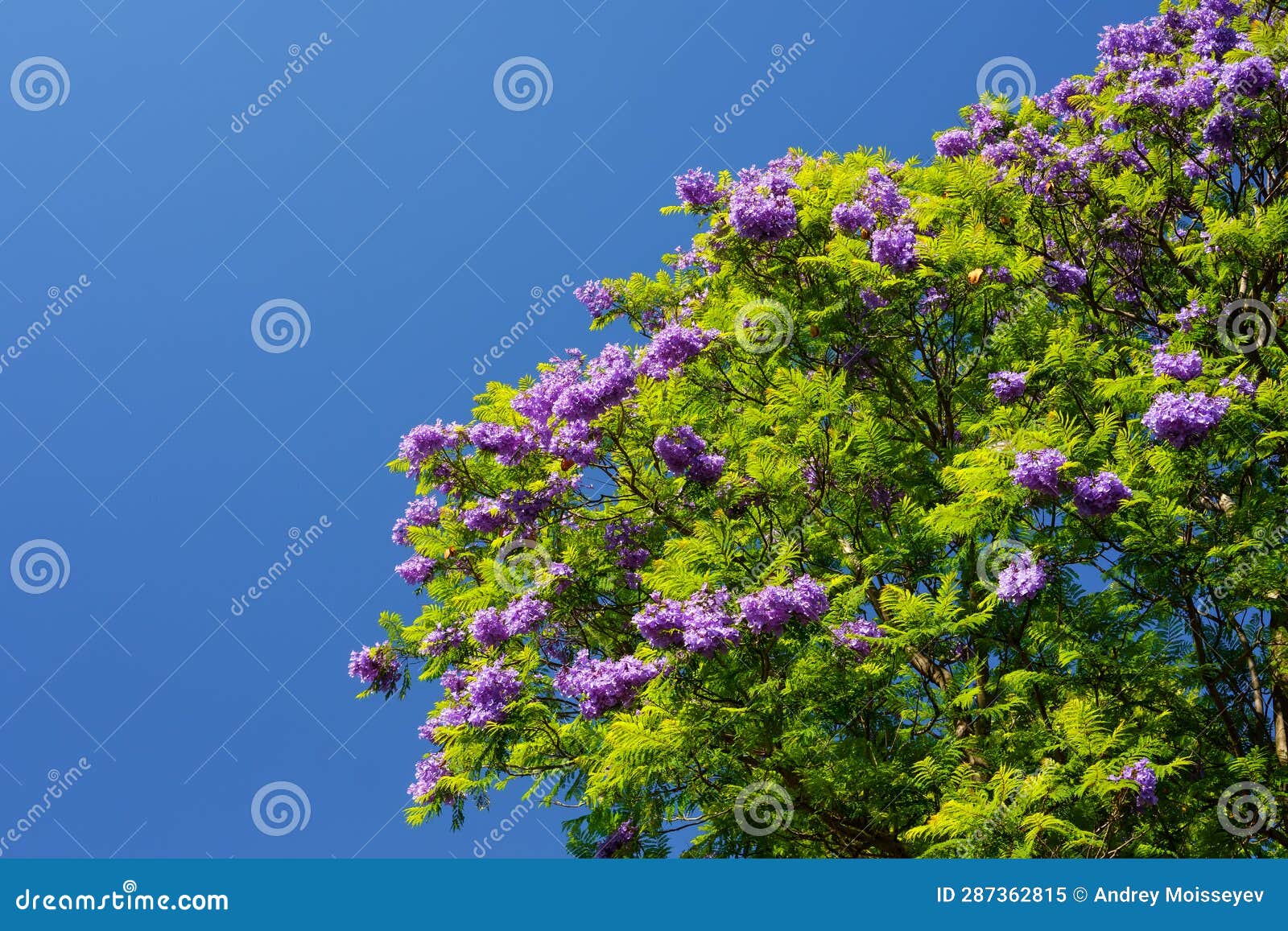 Jacaranda Tree Blooming Season in Adelaide Stock Image - Image of ...
