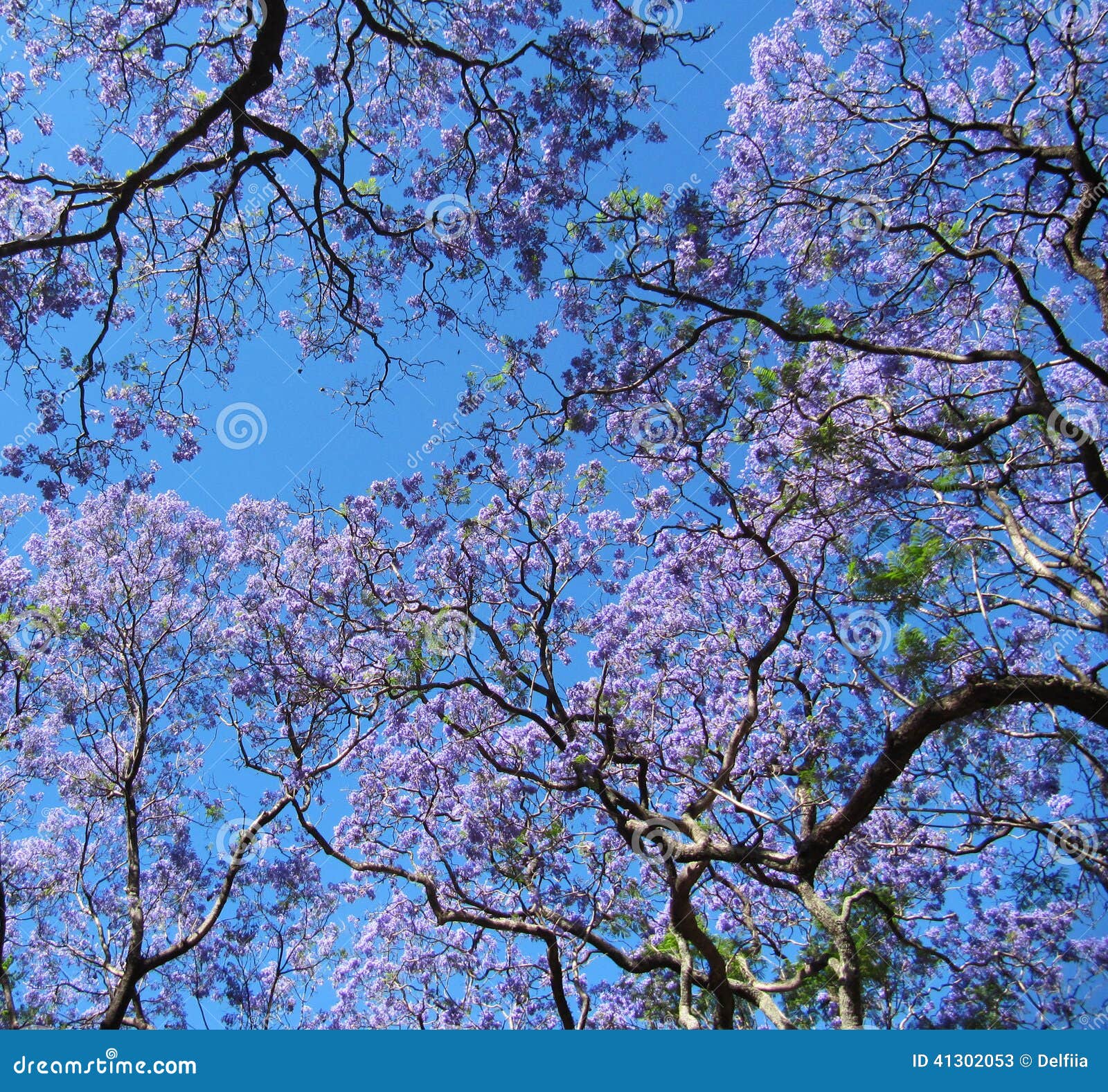 Jacaranda Tree Blossoming. Spring Sky. Stock Image - Image of violet ...
