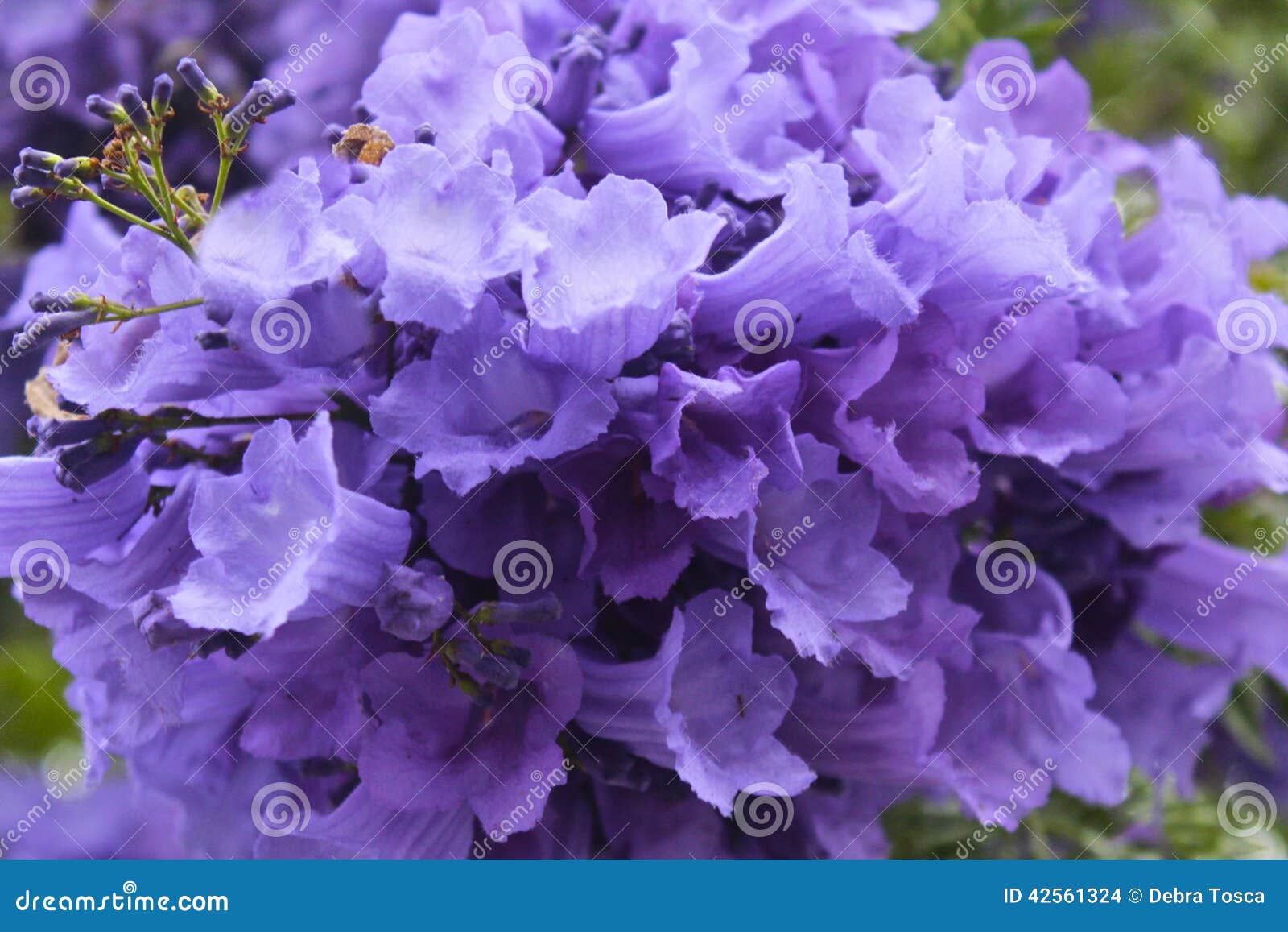 Jacaranda tree flower stock photo. Image of pretty, jacaranda - 42561324