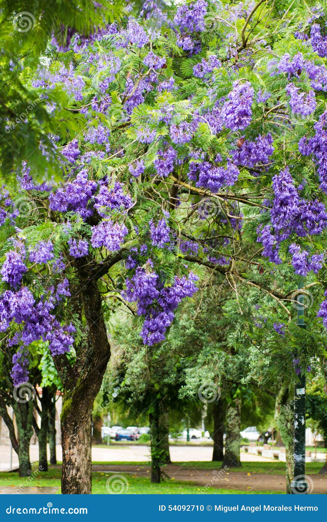 Jacaranda tree stock photo. Image of ornamental, color - 54092710