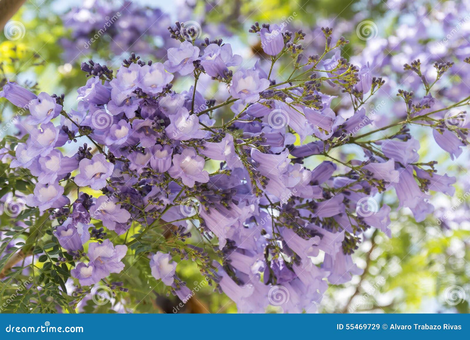 Jacaranda tree flowers stock image. Image of branch, blooming - 55469729