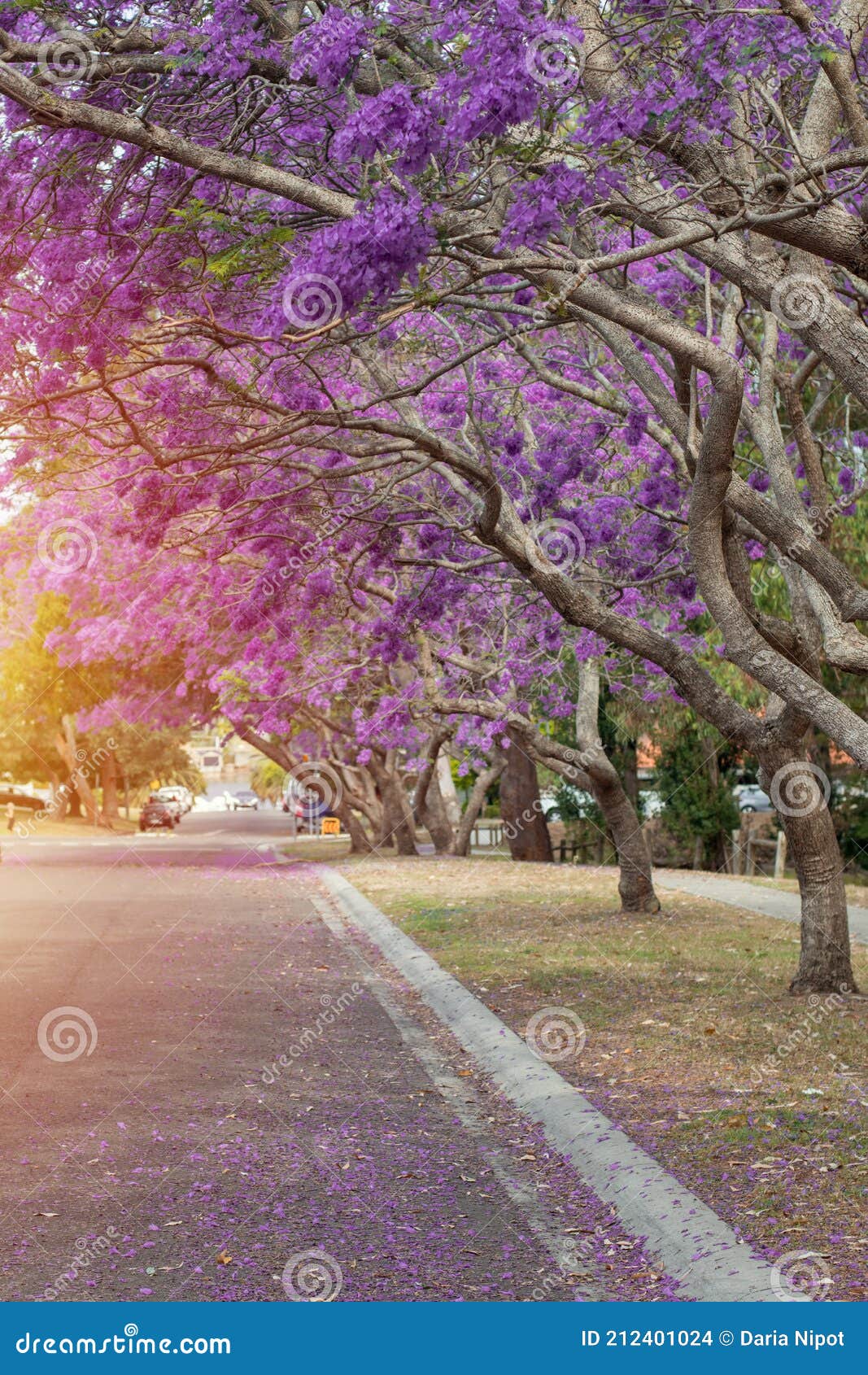 Jacaranda Tree in a Full Bloom with Beautiful Purple Flowers Stock ...
