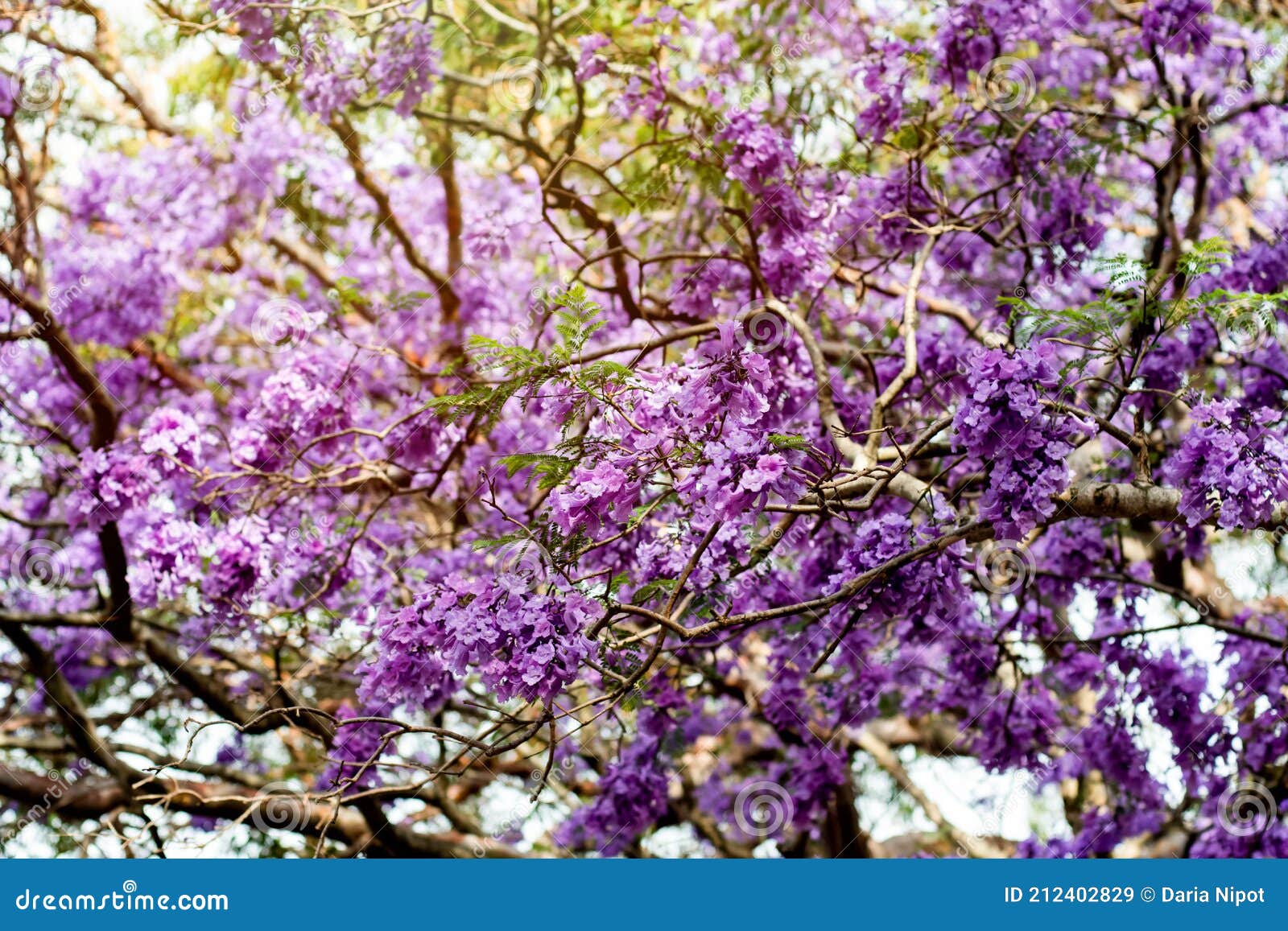 Jacaranda Tree in a Full Bloom with Beautiful Purple Flowers Stock ...