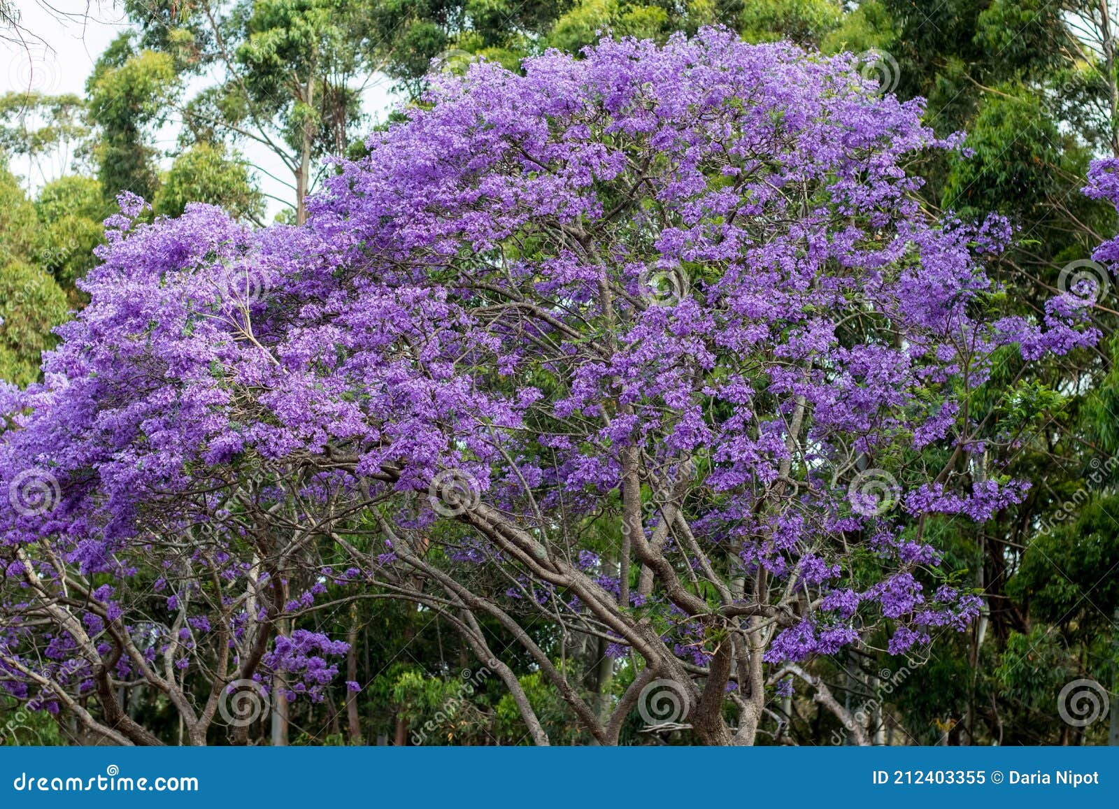 Jacaranda Tree in a Full Bloom with Beautiful Purple Flowers Stock ...