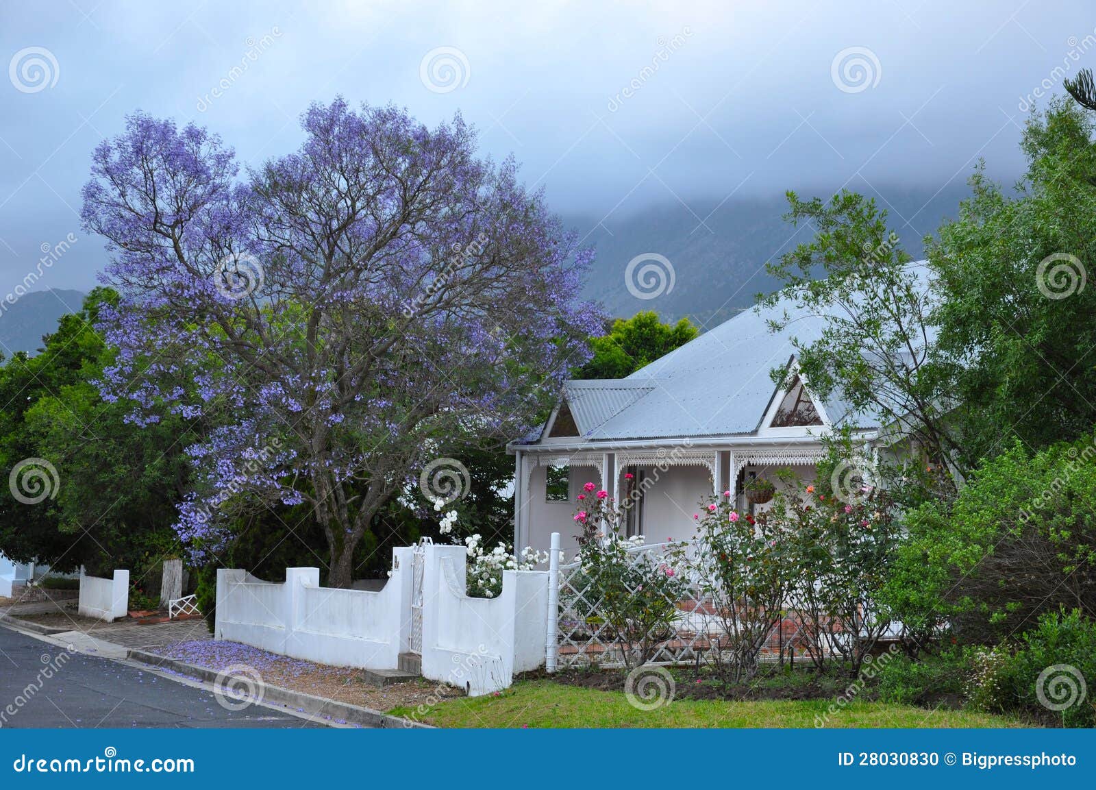 Jacaranda Tree Home Cape South Africa Stock Photo - Image of victorian ...