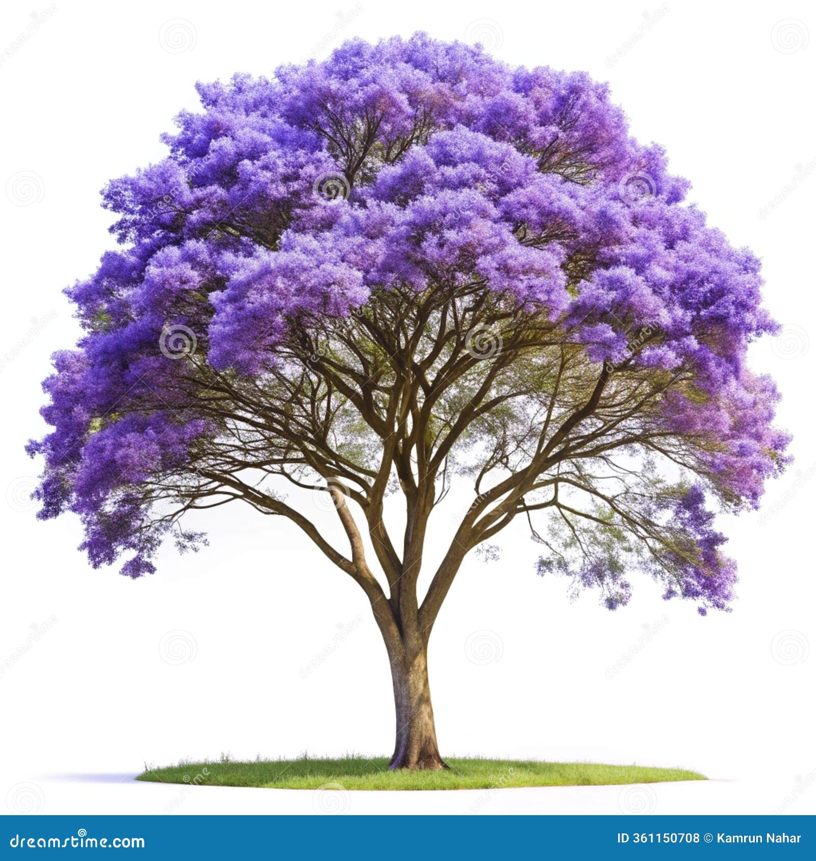 Jacaranda Tree Isolated On Transparent Background Royalty-Free Stock ...