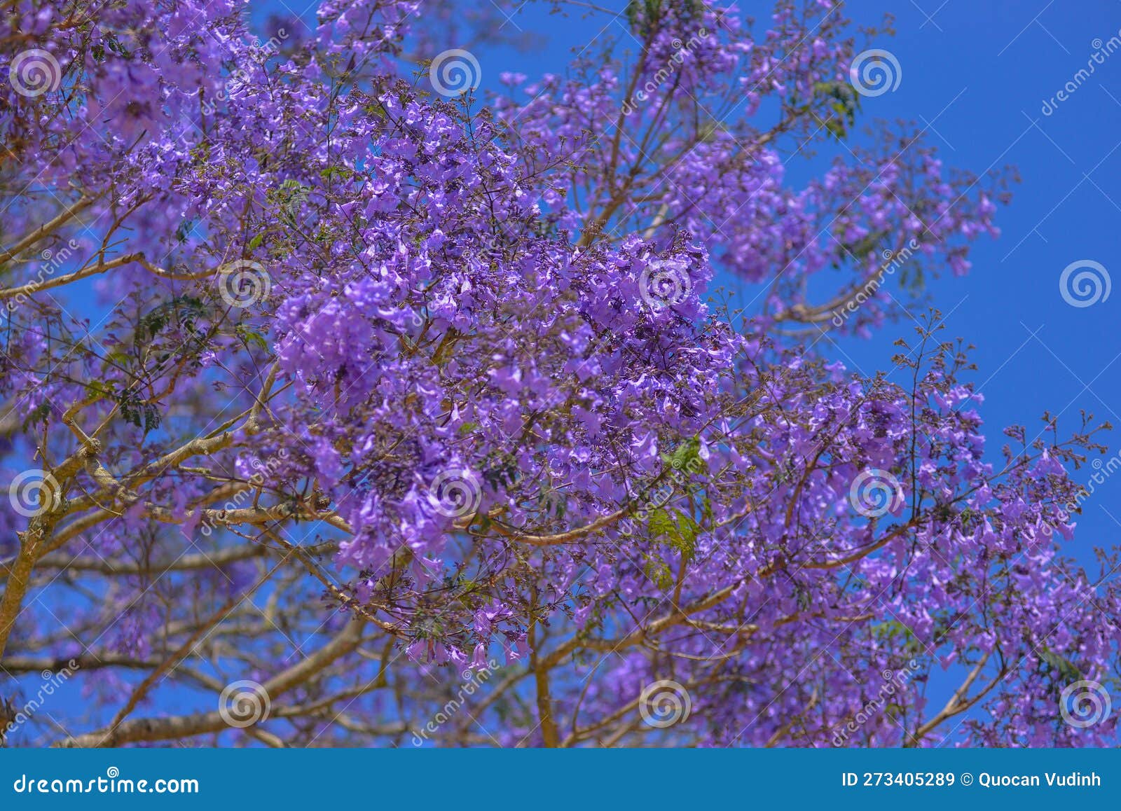 Jacaranda Tree in Maui, Hawaii Stock Image - Image of flowers, maui ...