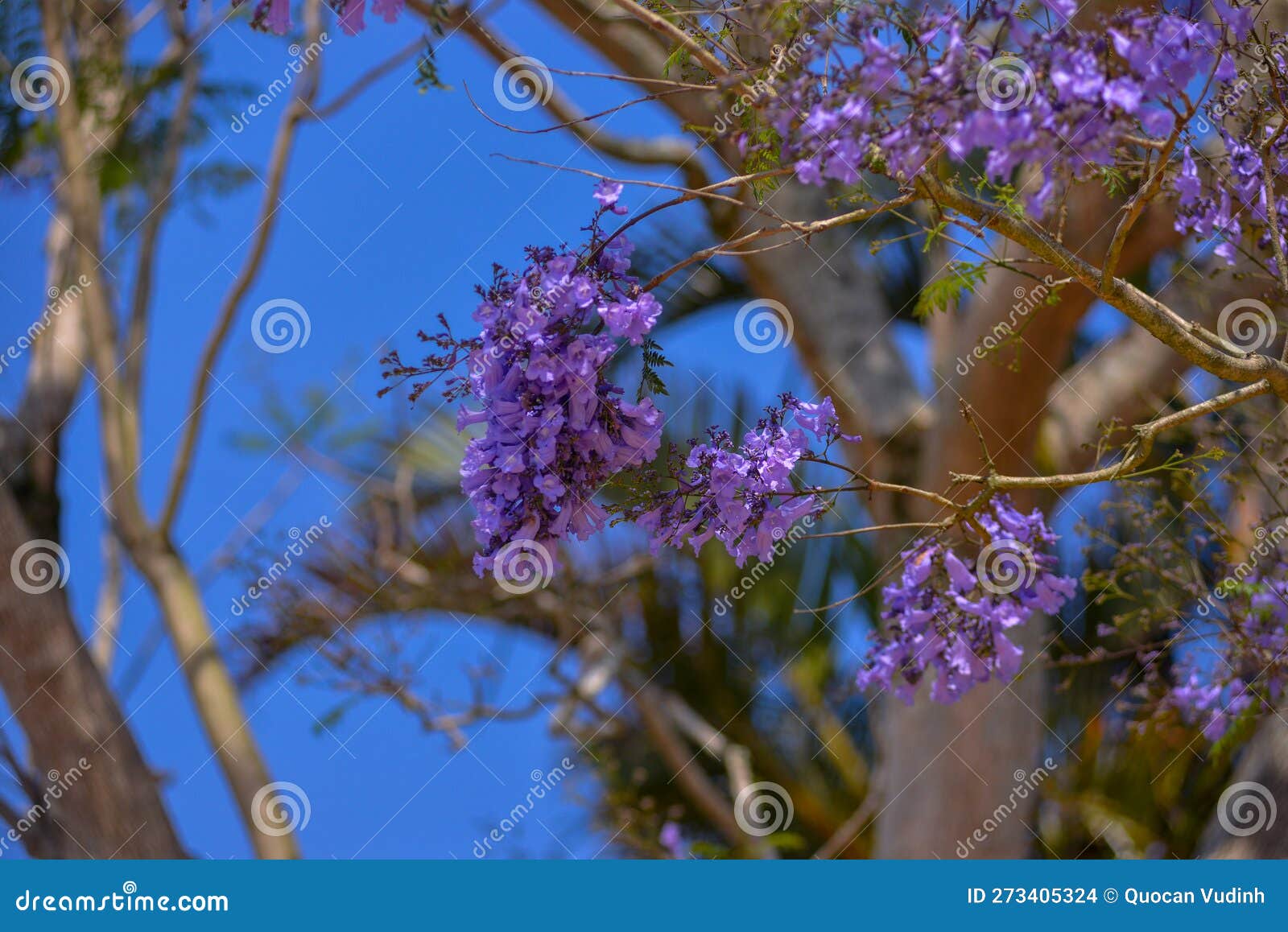 Jacaranda Tree in Maui, Hawaii Stock Photo - Image of woodland, plant ...