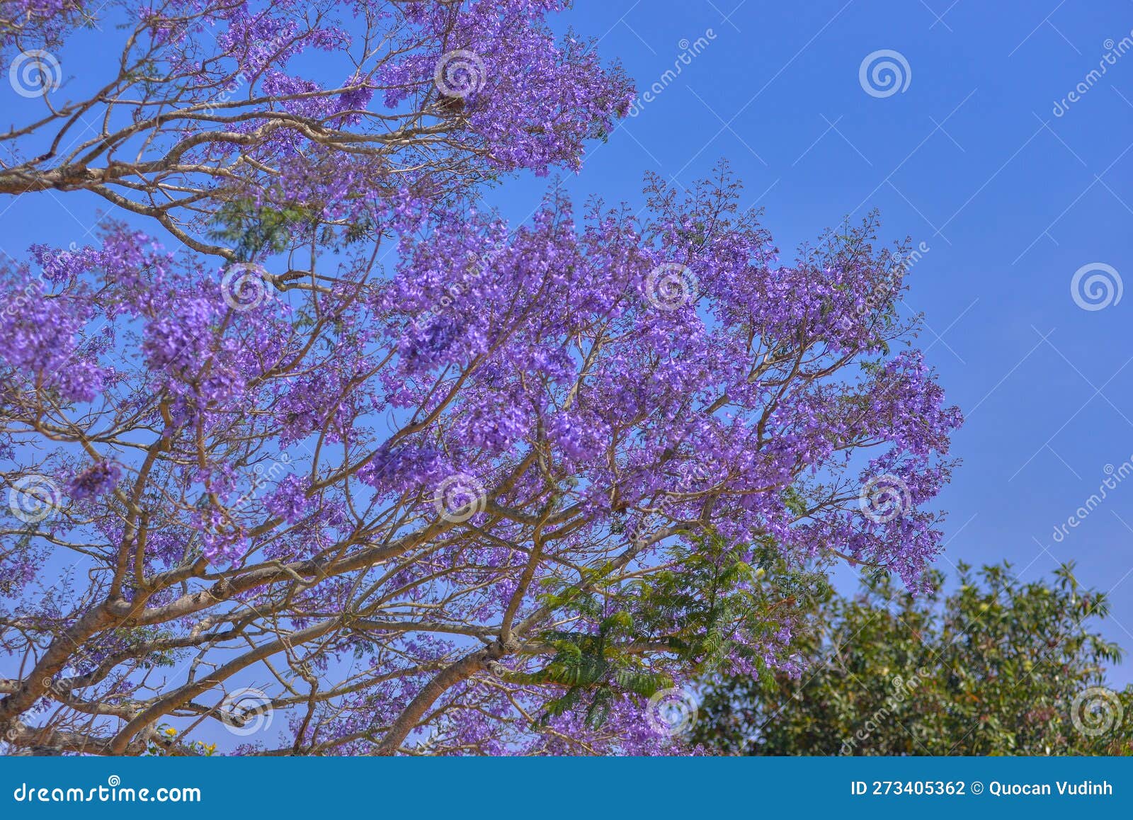 Jacaranda Tree in Maui, Hawaii Stock Photo - Image of produce, bloom ...