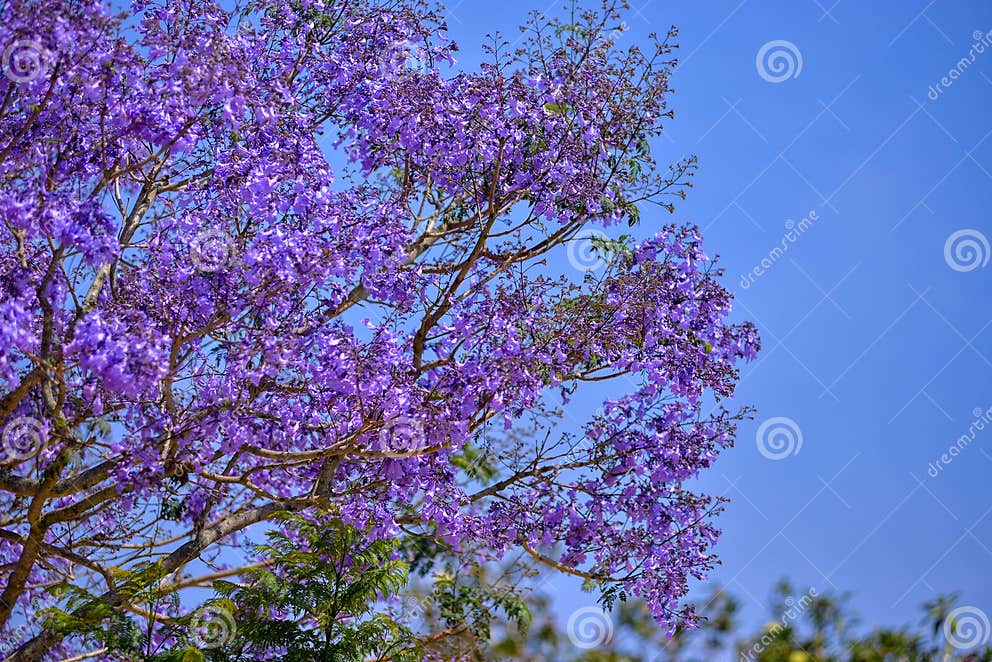 Jacaranda Tree in Maui, Hawaii Stock Image - Image of horizontal ...