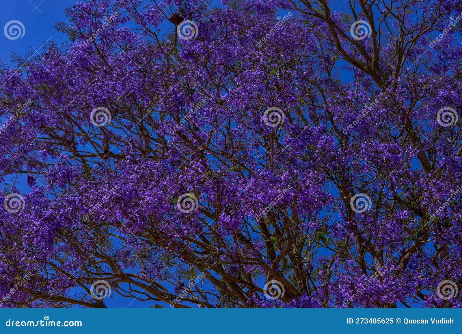 Jacaranda Tree in Maui, Hawaii Stock Image - Image of leaf, hawaii ...