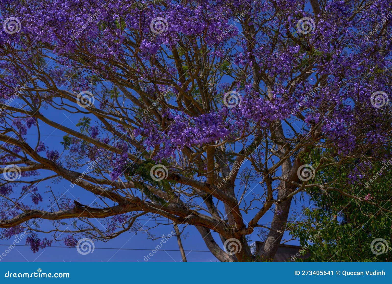 Jacaranda Tree in Maui, Hawaii Stock Image - Image of purple, produce ...