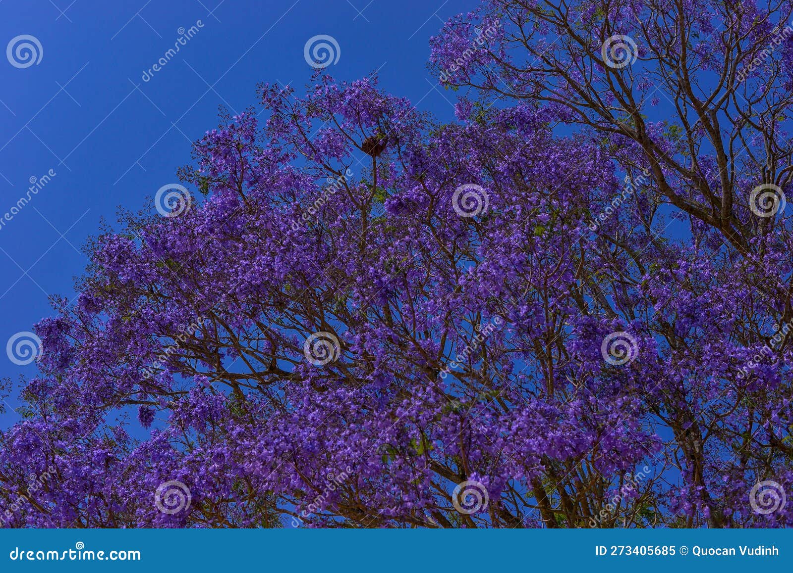 Jacaranda Tree in Maui, Hawaii Stock Image - Image of purple, flower ...
