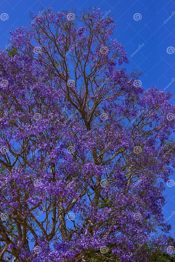 Jacaranda Tree in Maui, Hawaii Stock Photo - Image of haleakala ...