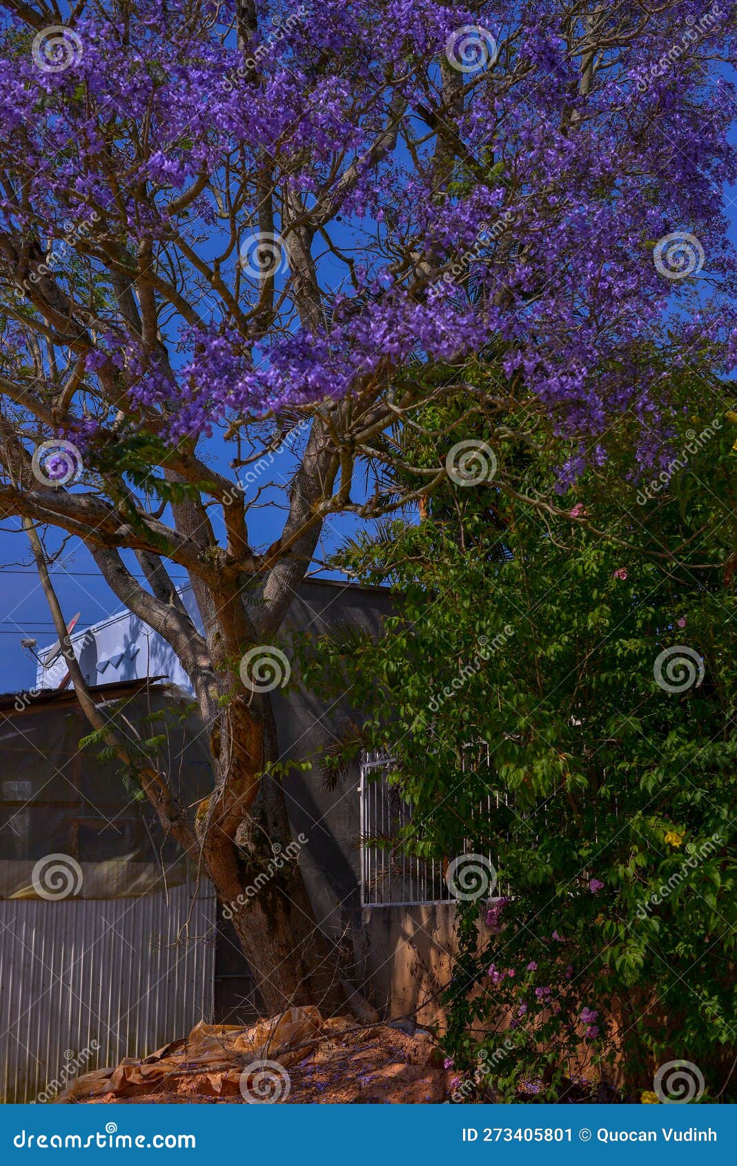 Jacaranda Tree in Maui, Hawaii Stock Image - Image of outdoors ...