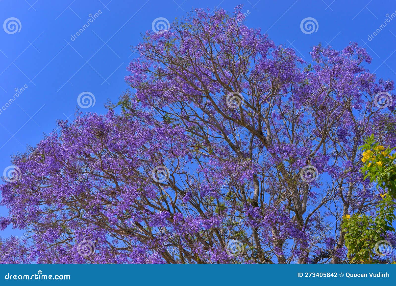 Jacaranda Tree in Maui, Hawaii Stock Photo - Image of outdoors ...