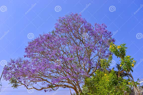 Jacaranda Tree in Maui, Hawaii Stock Photo - Image of nature, autumn ...