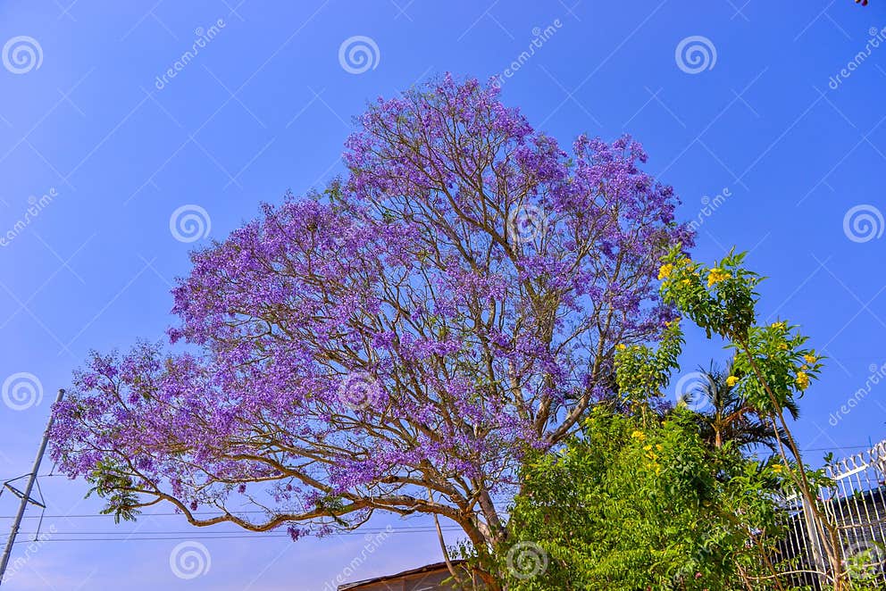 Jacaranda Tree in Maui, Hawaii Stock Photo - Image of blue, produce ...