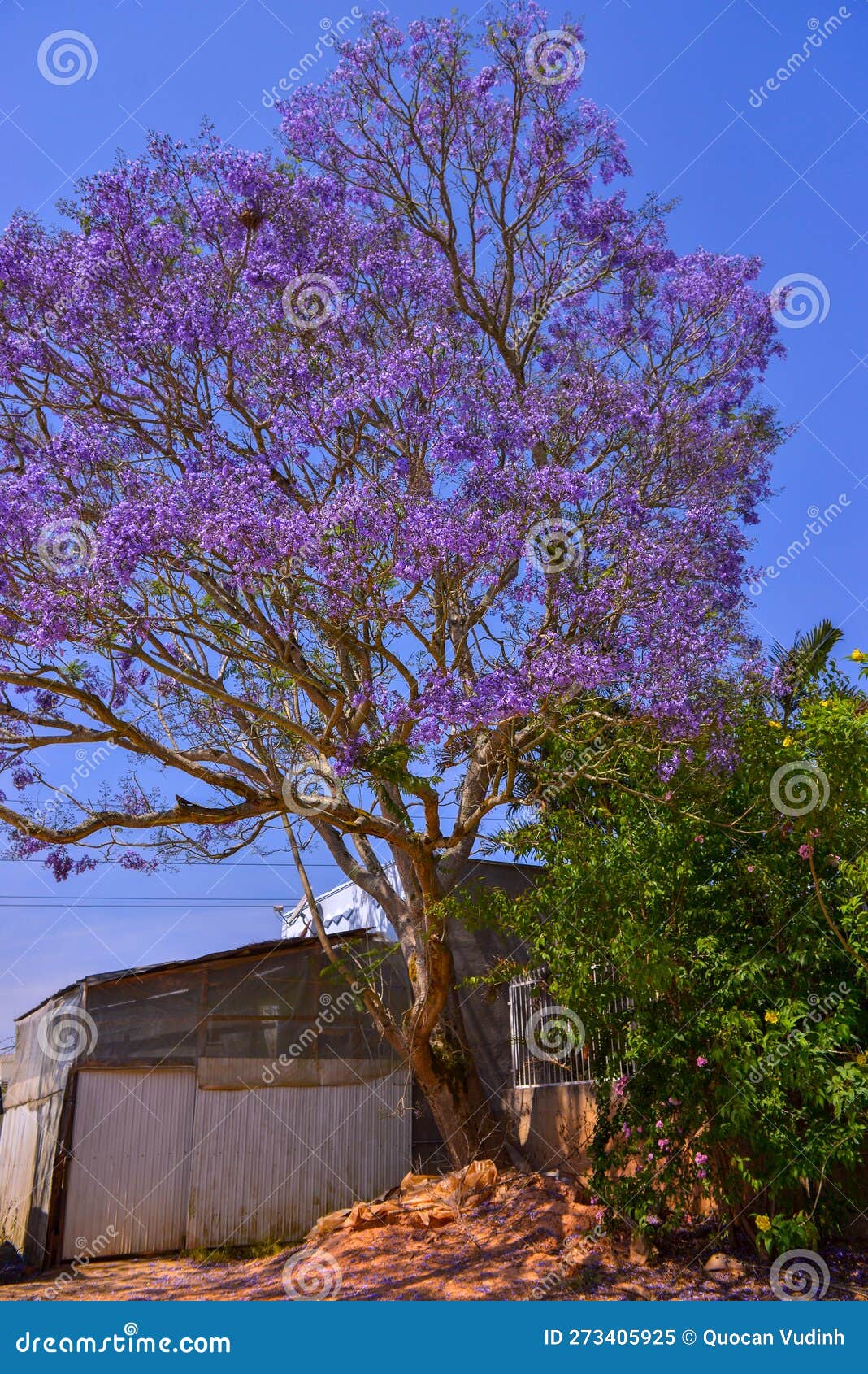 Jacaranda Tree in Maui, Hawaii Stock Image - Image of flowers, leaf ...