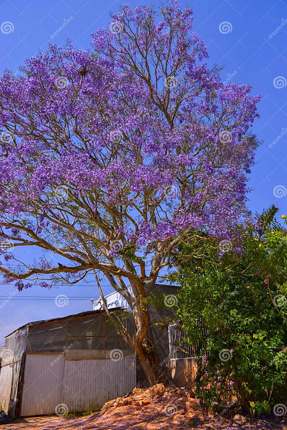 Jacaranda Tree in Maui, Hawaii Stock Image - Image of flowers, leaf ...