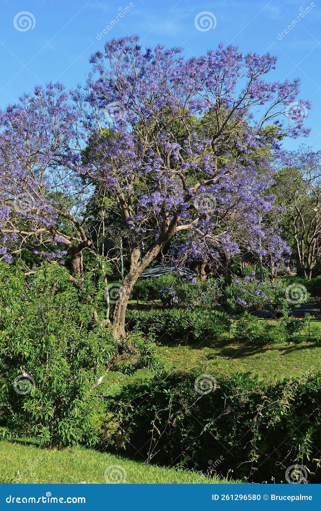 A Jacaranda Tree in the Park at Spring Time Editorial Image - Image of ...