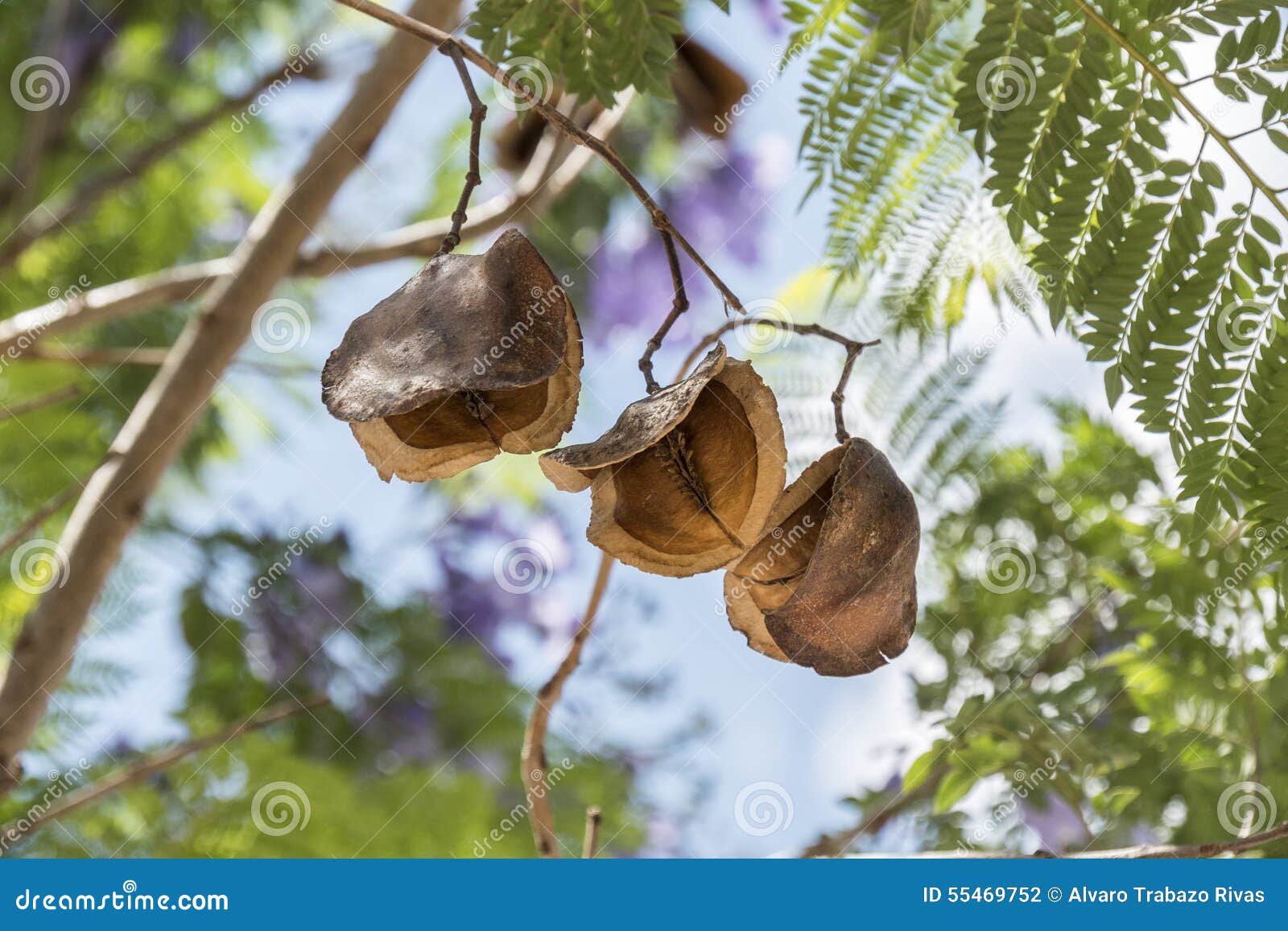 Jacaranda tree pods, seeds stock photo. Image of botany - 55469752
