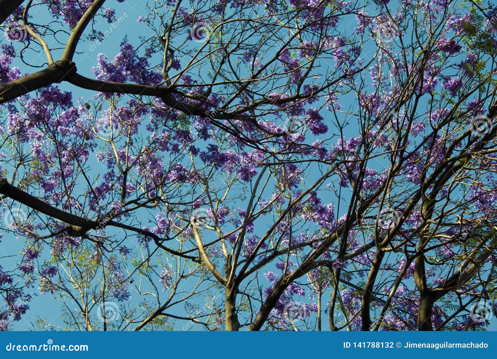 Jacaranda Tree Top Vew from Down of it Stock Photo - Image of beautiful ...