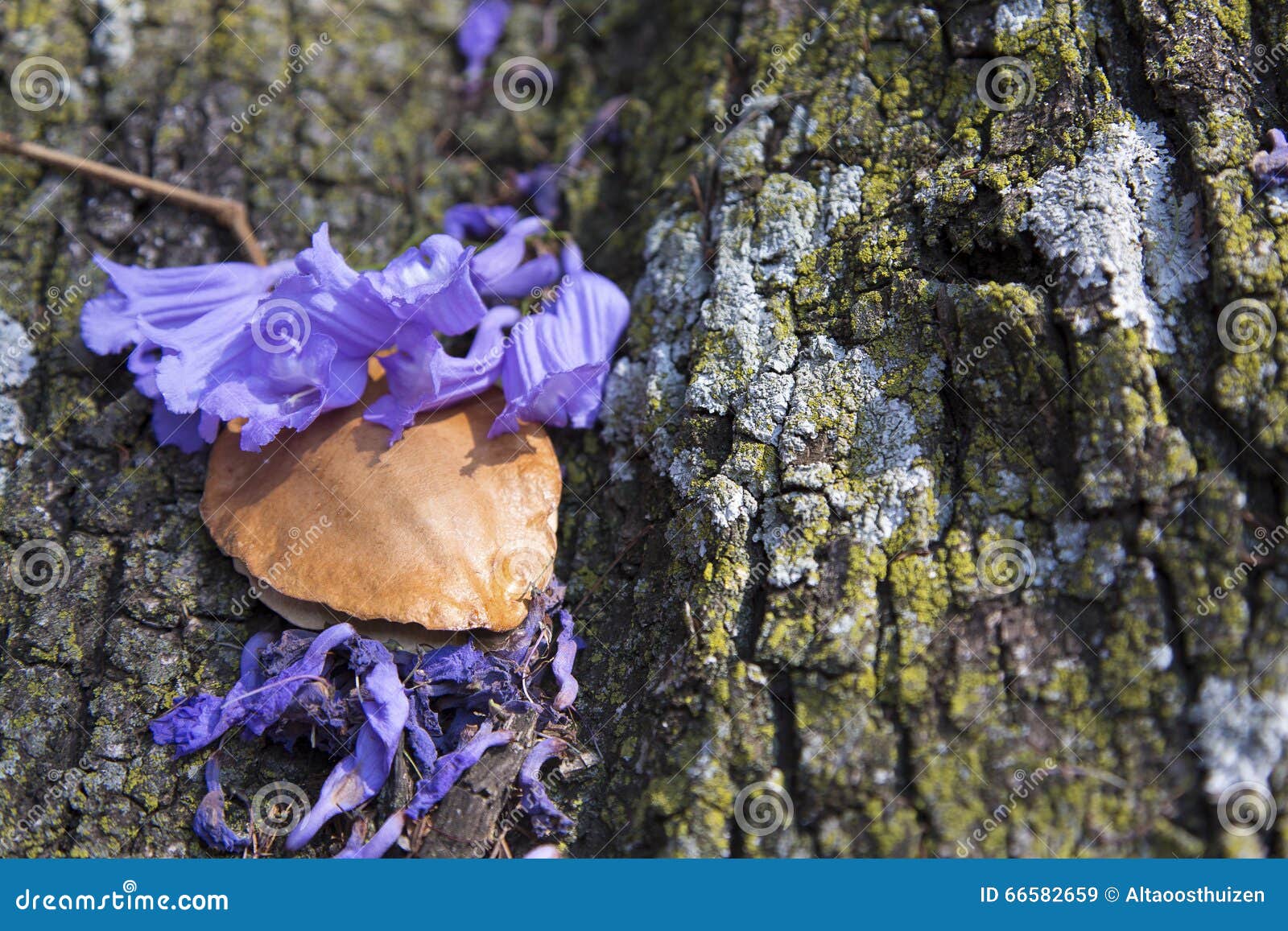 Jacaranda Tree Trunk with Small Flowers and Seed Stock Image - Image of ...