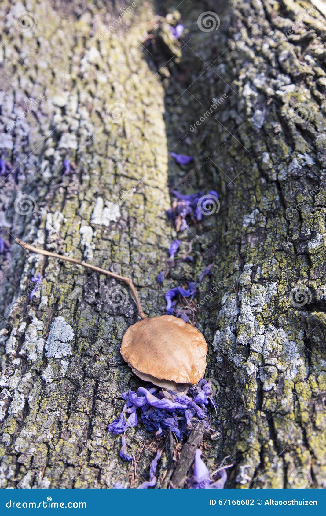 Jacaranda Tree Trunk with Small Flowers and Seed Stock Photo - Image of ...