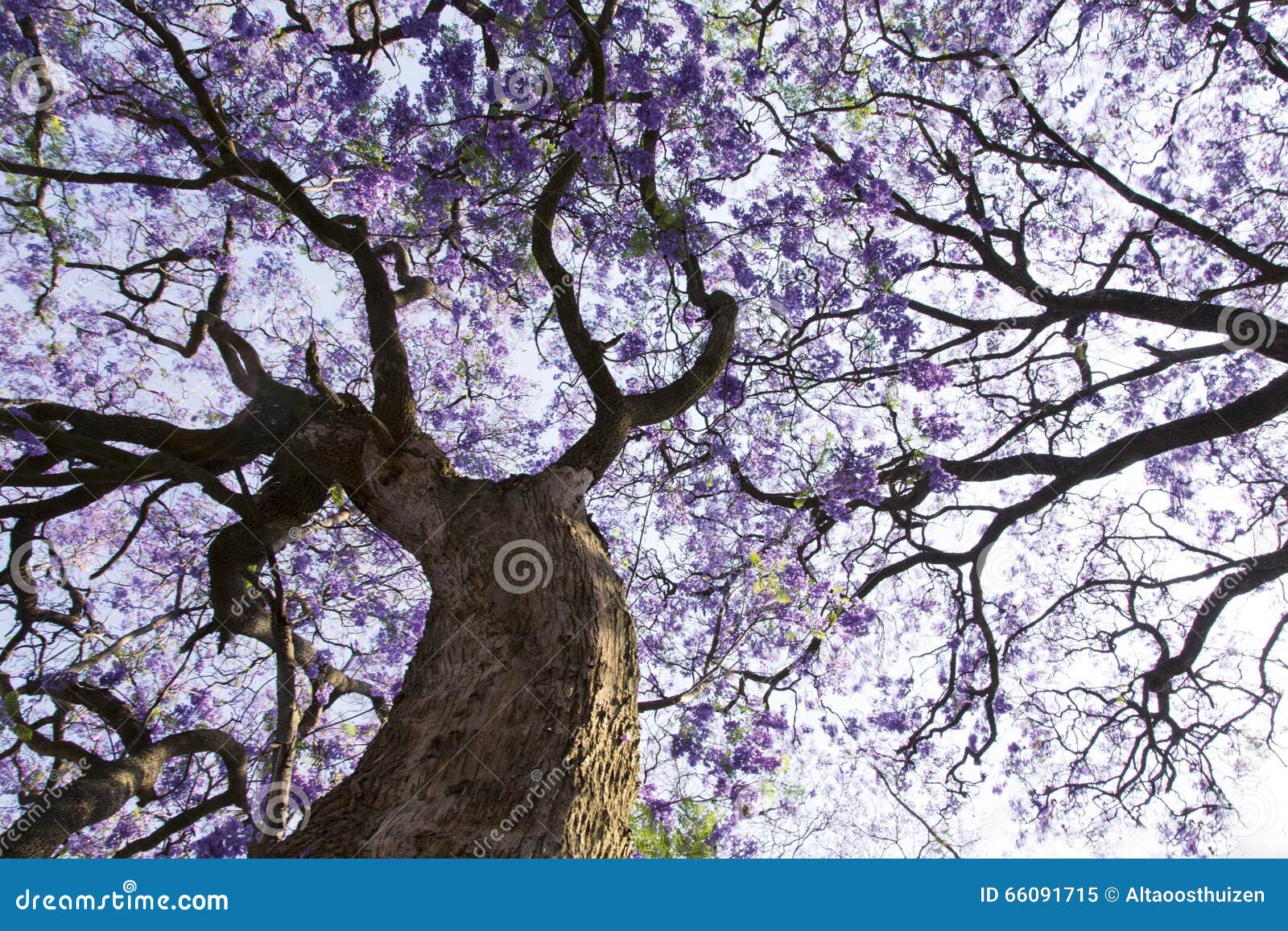 Jacaranda Tree Trunk with Small Flowers and Sky Stock Image - Image of ...