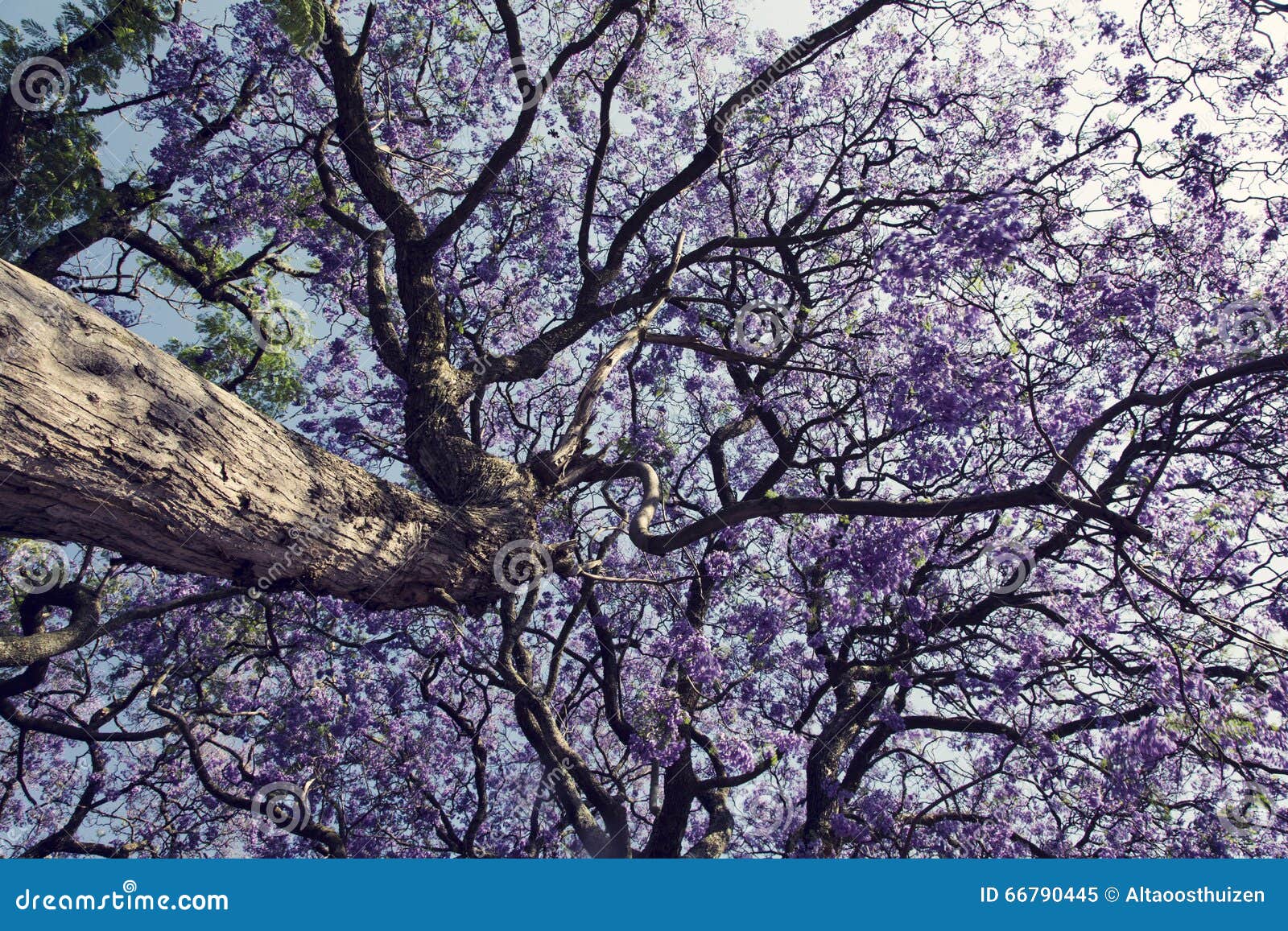 Jacaranda Tree Trunk with Small Flowers and Sky Stock Image - Image of ...