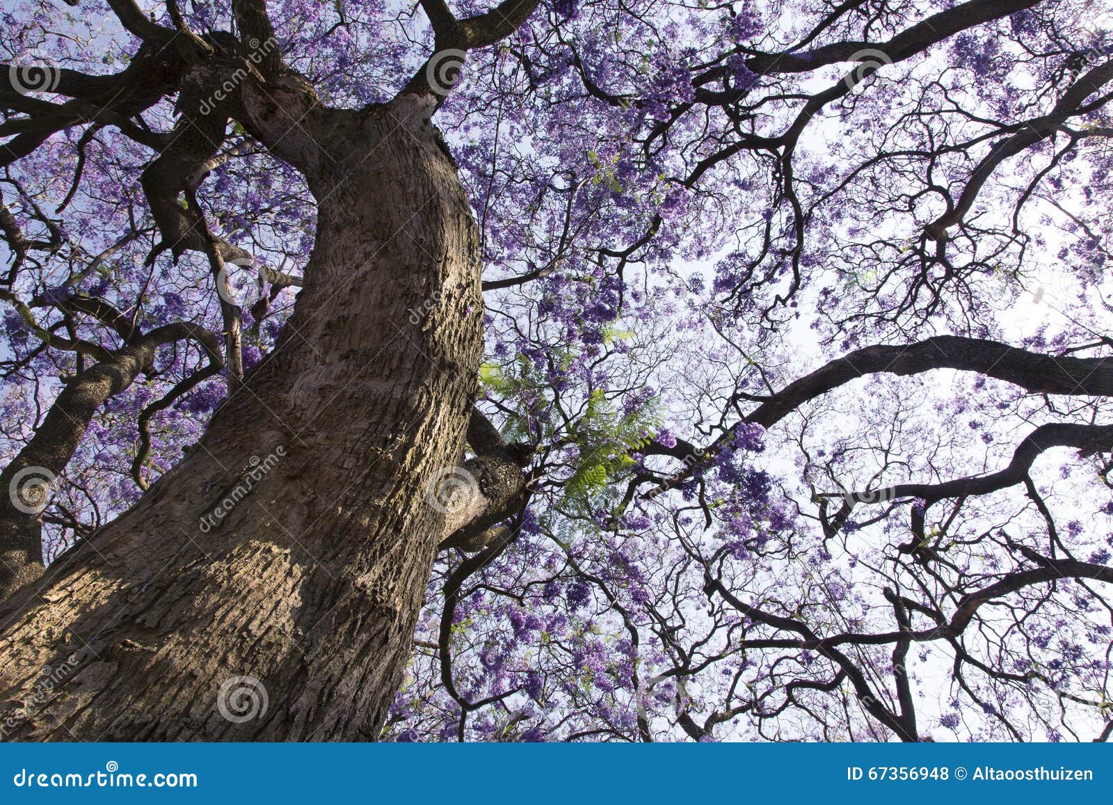 Jacaranda Tree Trunk with Small Flowers and Sky Stock Photo - Image of ...
