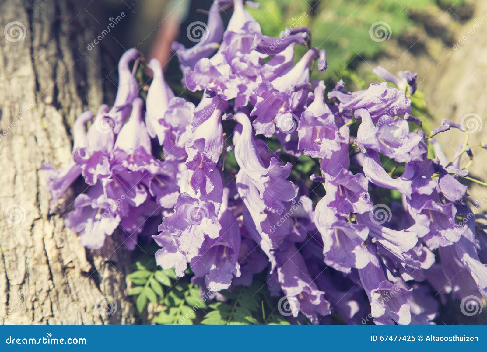 Jacaranda Tree Trunk with Small Flowers and Sky Stock Image - Image of ...
