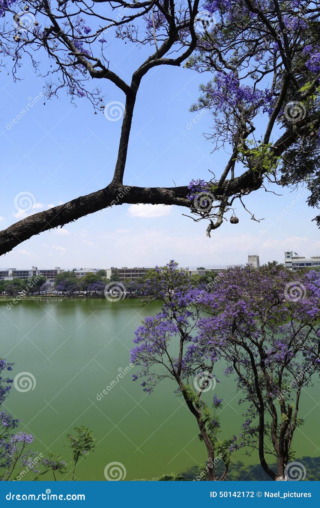 Jacaranda tree stock photo. Image of jacaranda, waterside - 50142172