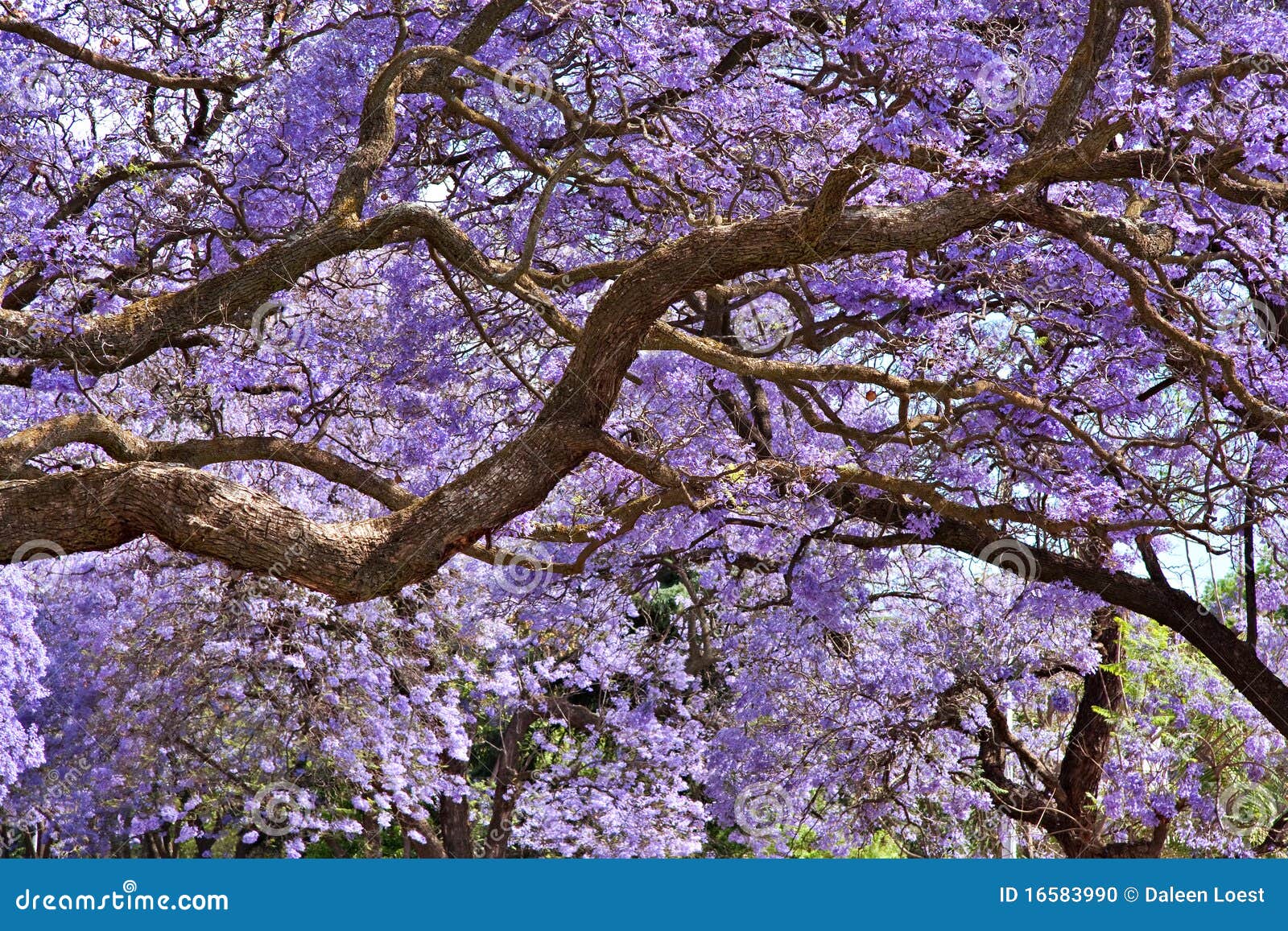 Jacaranda Trees Stock Photo - Image: 16583990