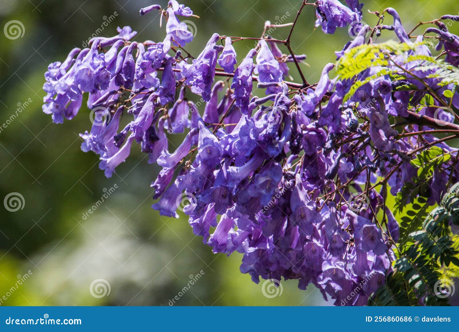 Jacaranda trees stock photo. Image of mexico, petal - 256860686