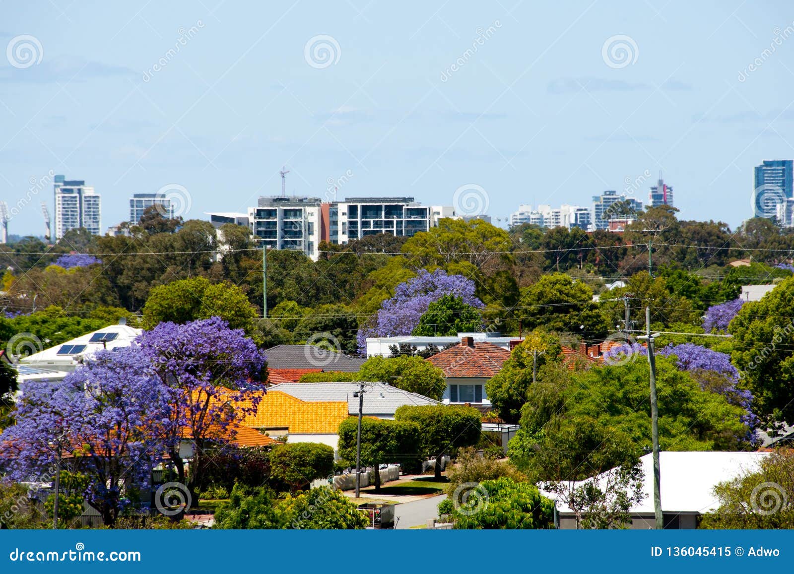 Jacaranda Trees Blooms stock image. Image of australia - 136045415