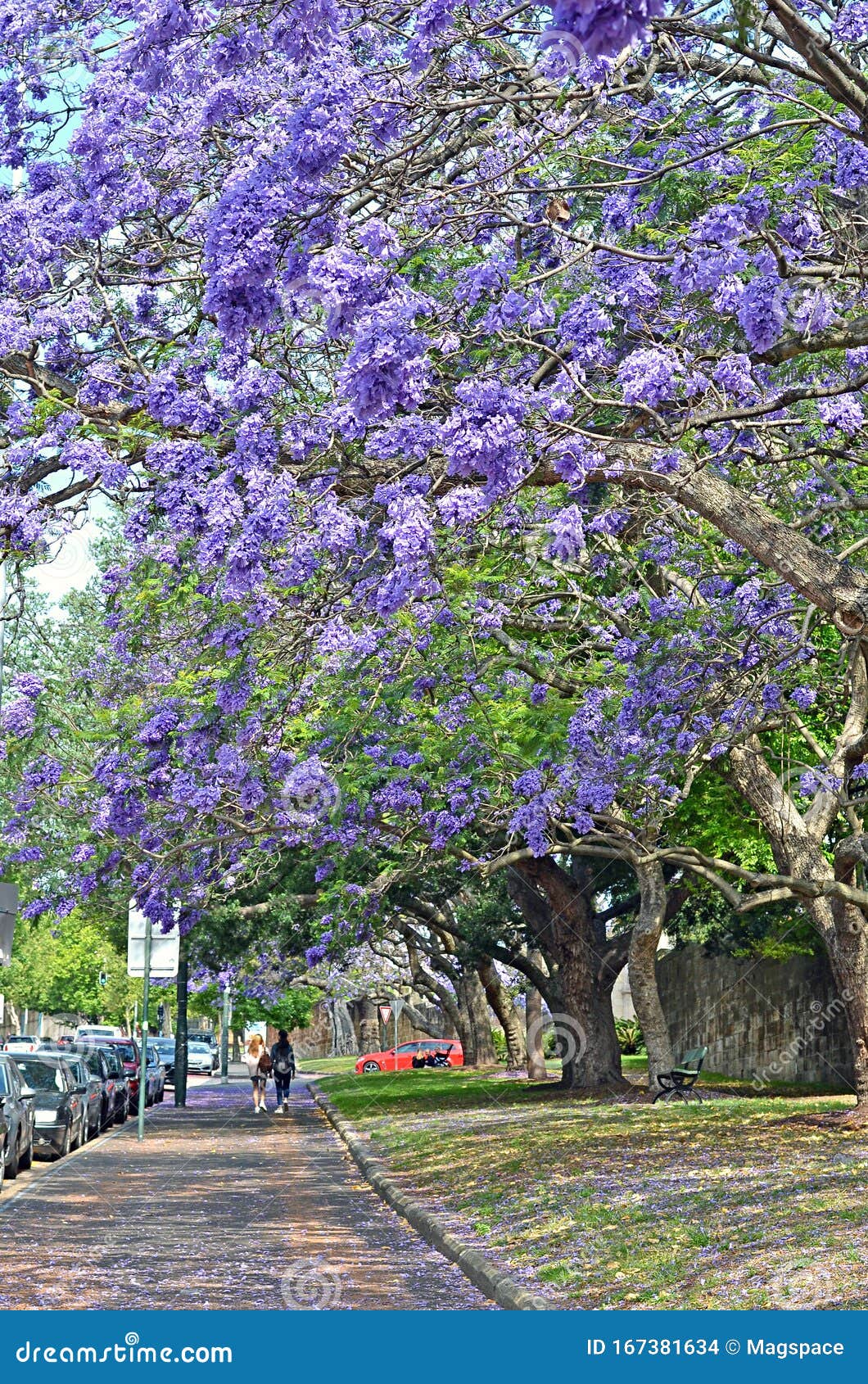 Jacaranda Trees at Full Bloom in Sydney, Australia Editorial Stock ...