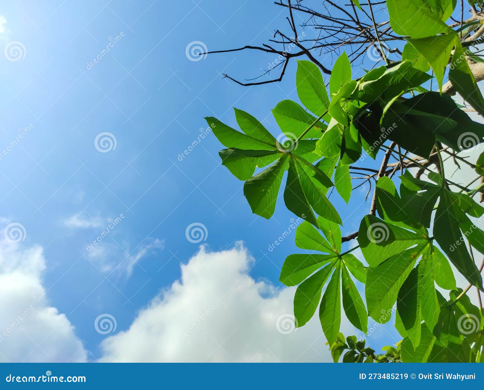 Jacaratia Stock Photos - Free & Royalty-Free Stock Photos from Dreamstime