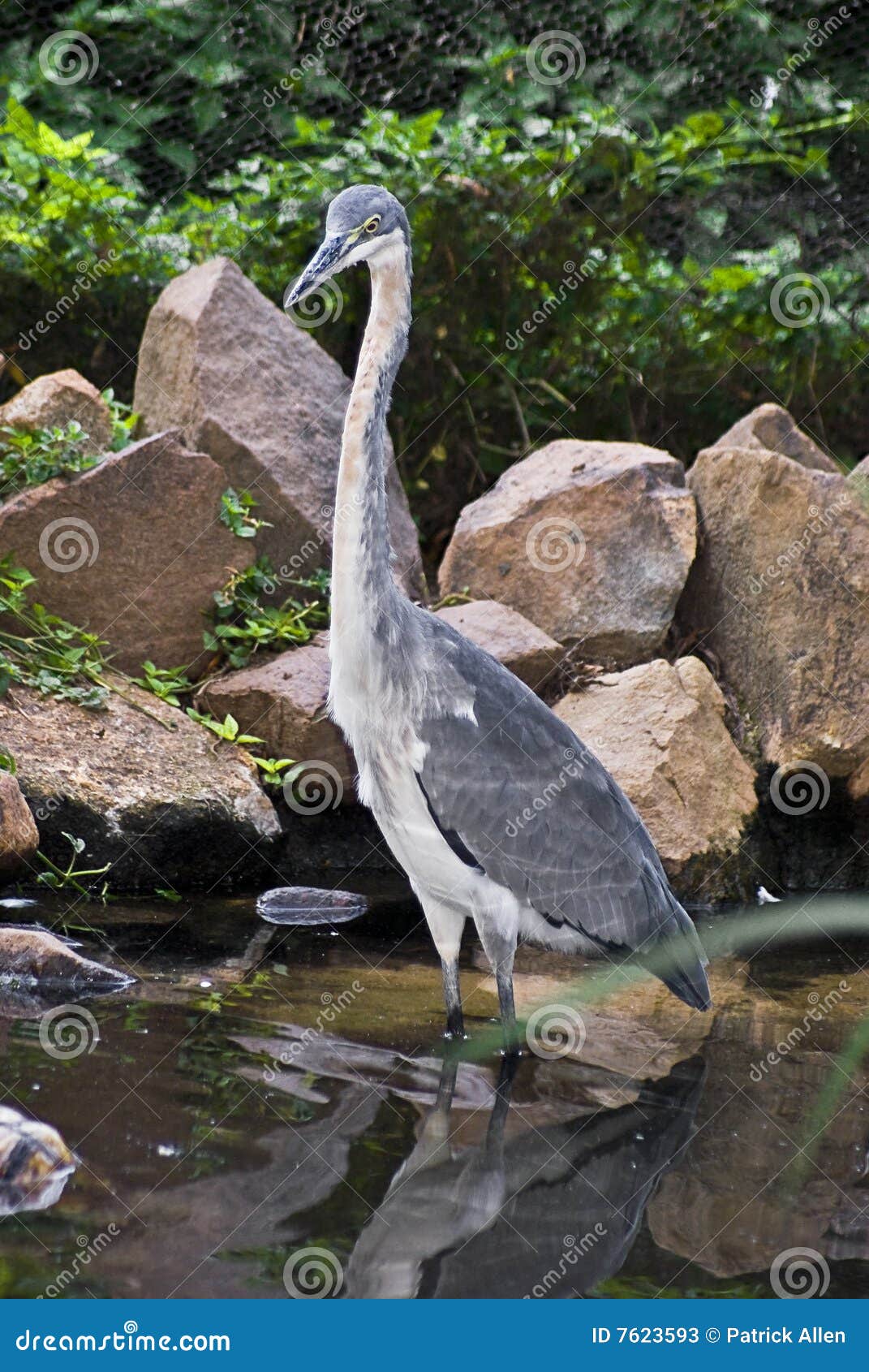 Jacht De Met Zwarte Kop Van De Reiger Stock Afbeelding - Image of ...