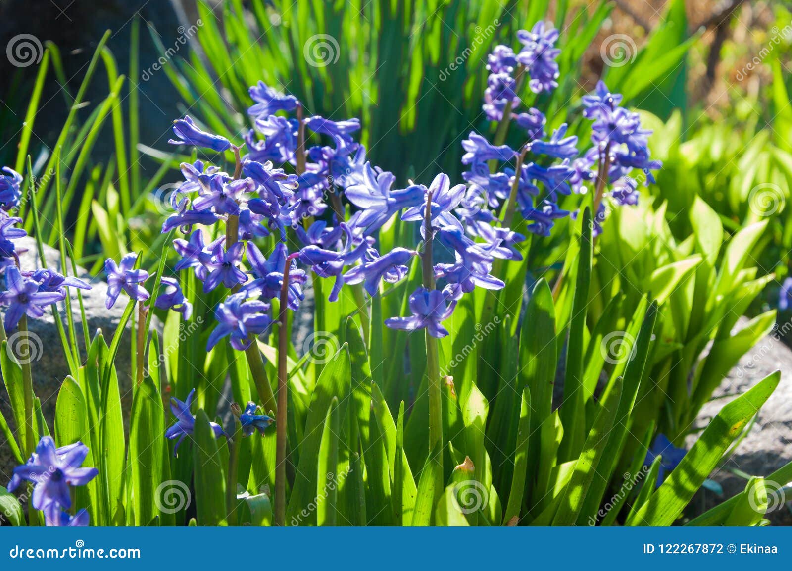 Jacinth stock photo. Image of bloom, blooming, april - 122267872