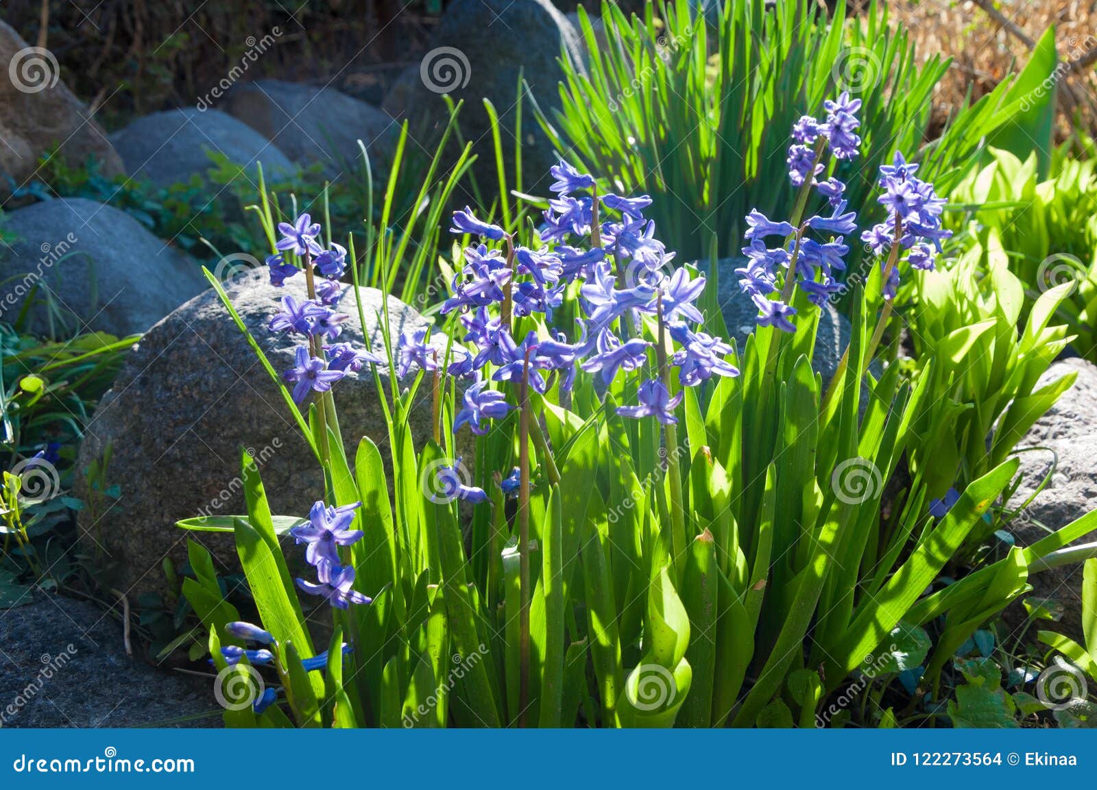 Jacinth stock photo. Image of bell, garden, beautiful - 122273564