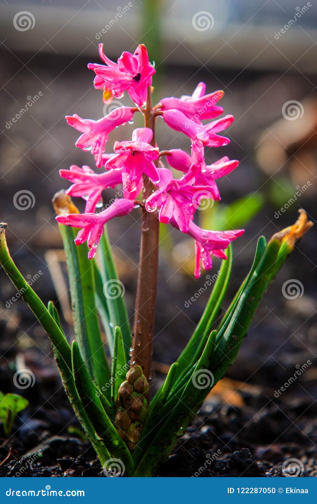 Jacinth stock photo. Image of blooming, gift, botany - 122287050
