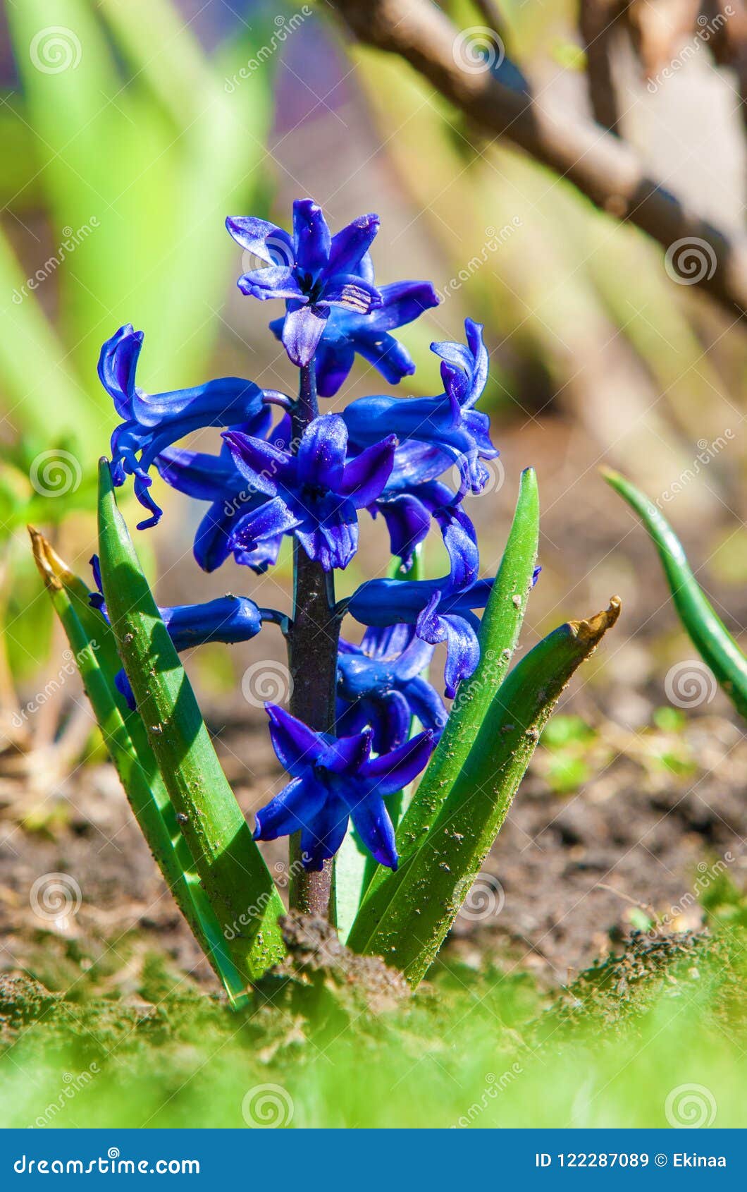 Jacinth stock image. Image of gardening, beautiful, flowers - 122287089