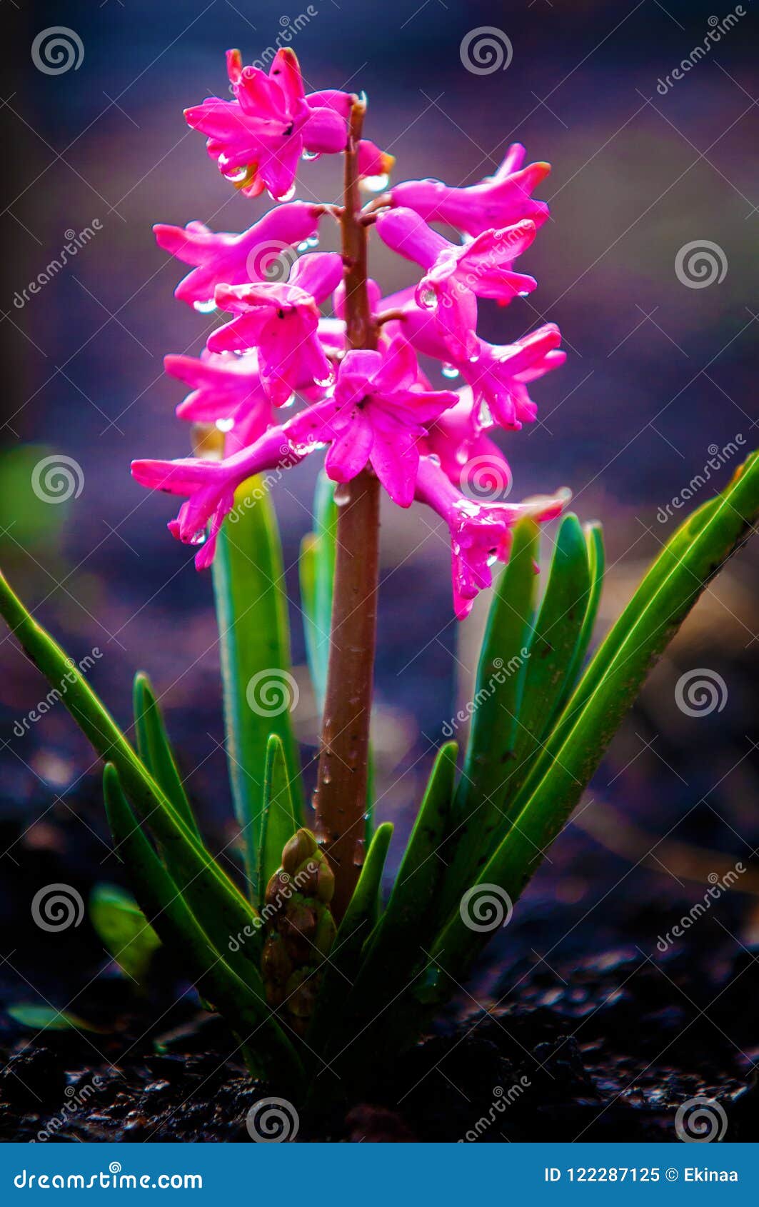 Jacinth stock image. Image of gardening, holland, flowers - 122287125