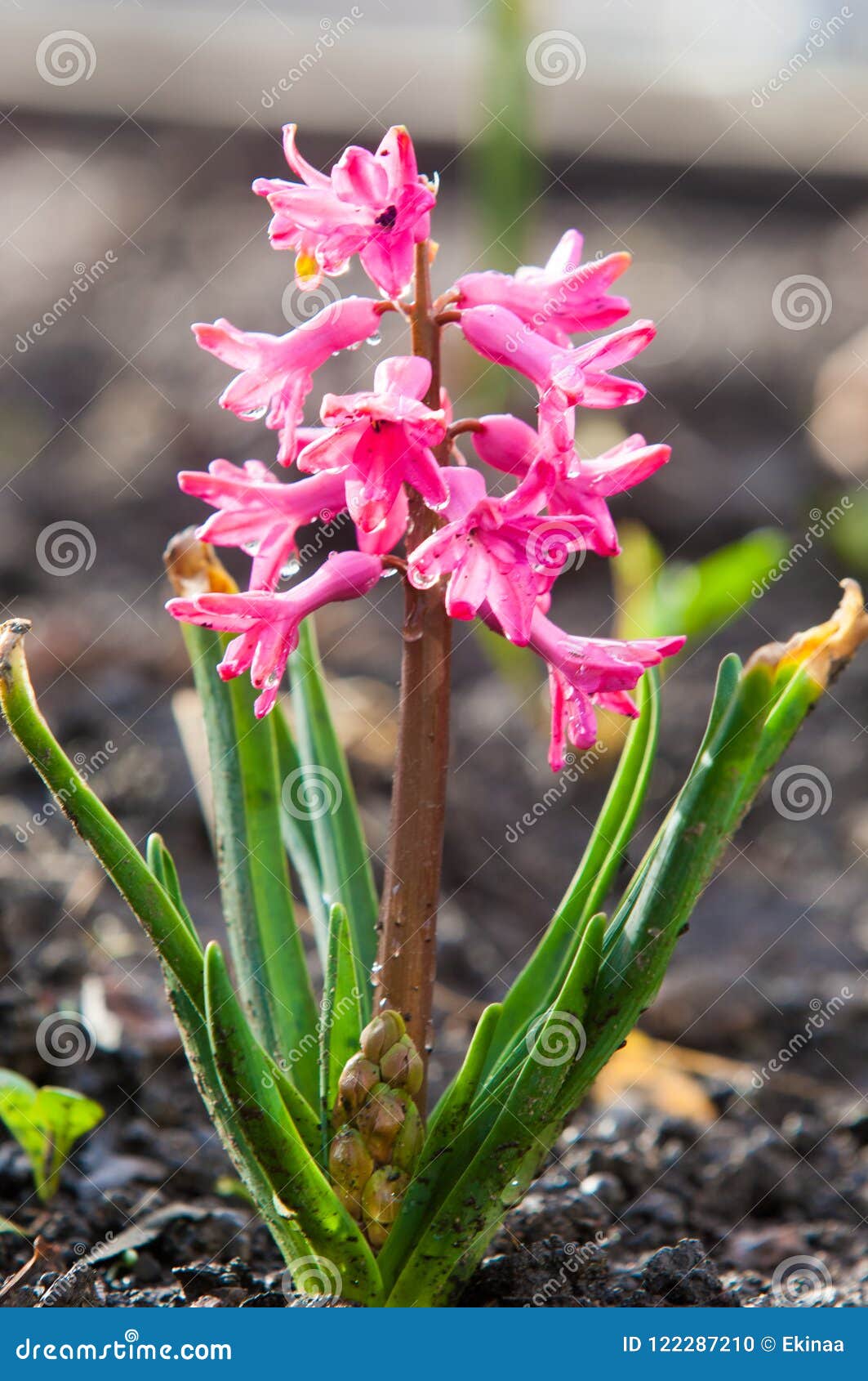 Jacinth stock photo. Image of jacinth, beautiful, flowers - 122287210