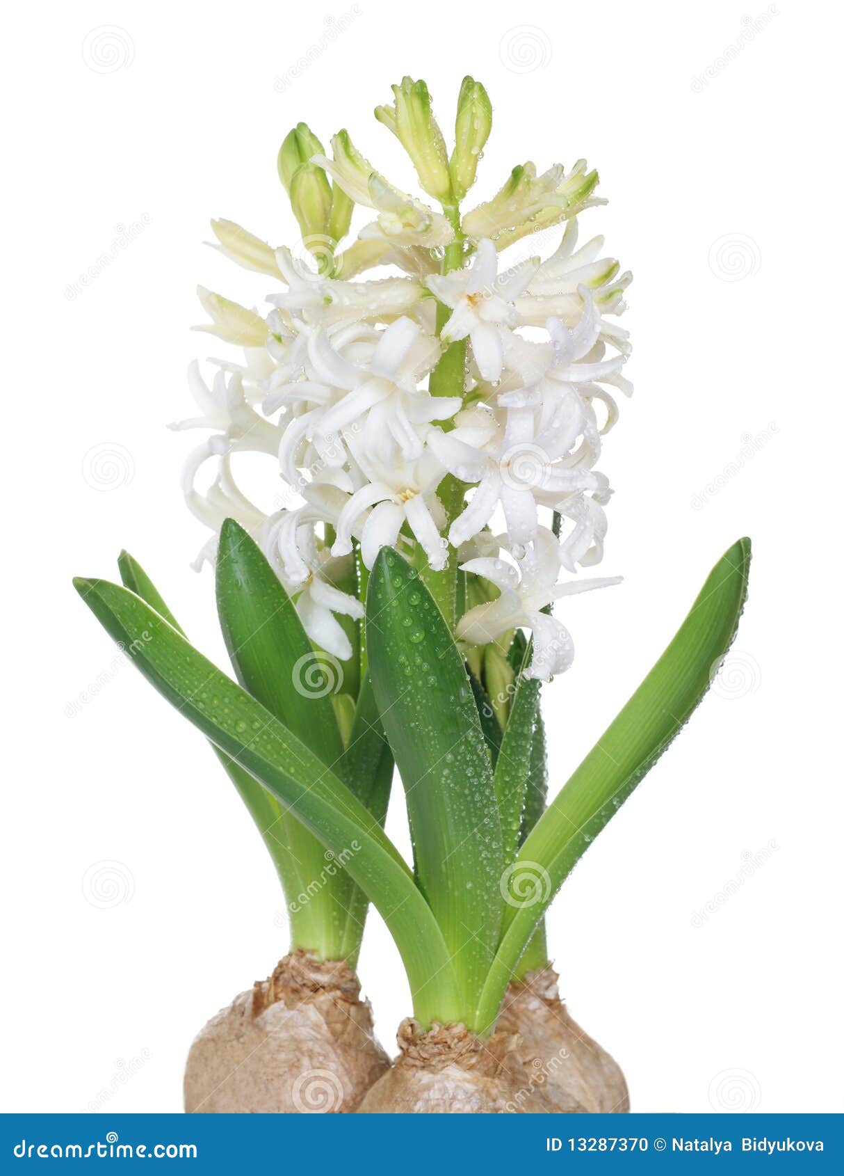 Jacinthe blanche photo stock. Image of pluie, isolement - 13287370